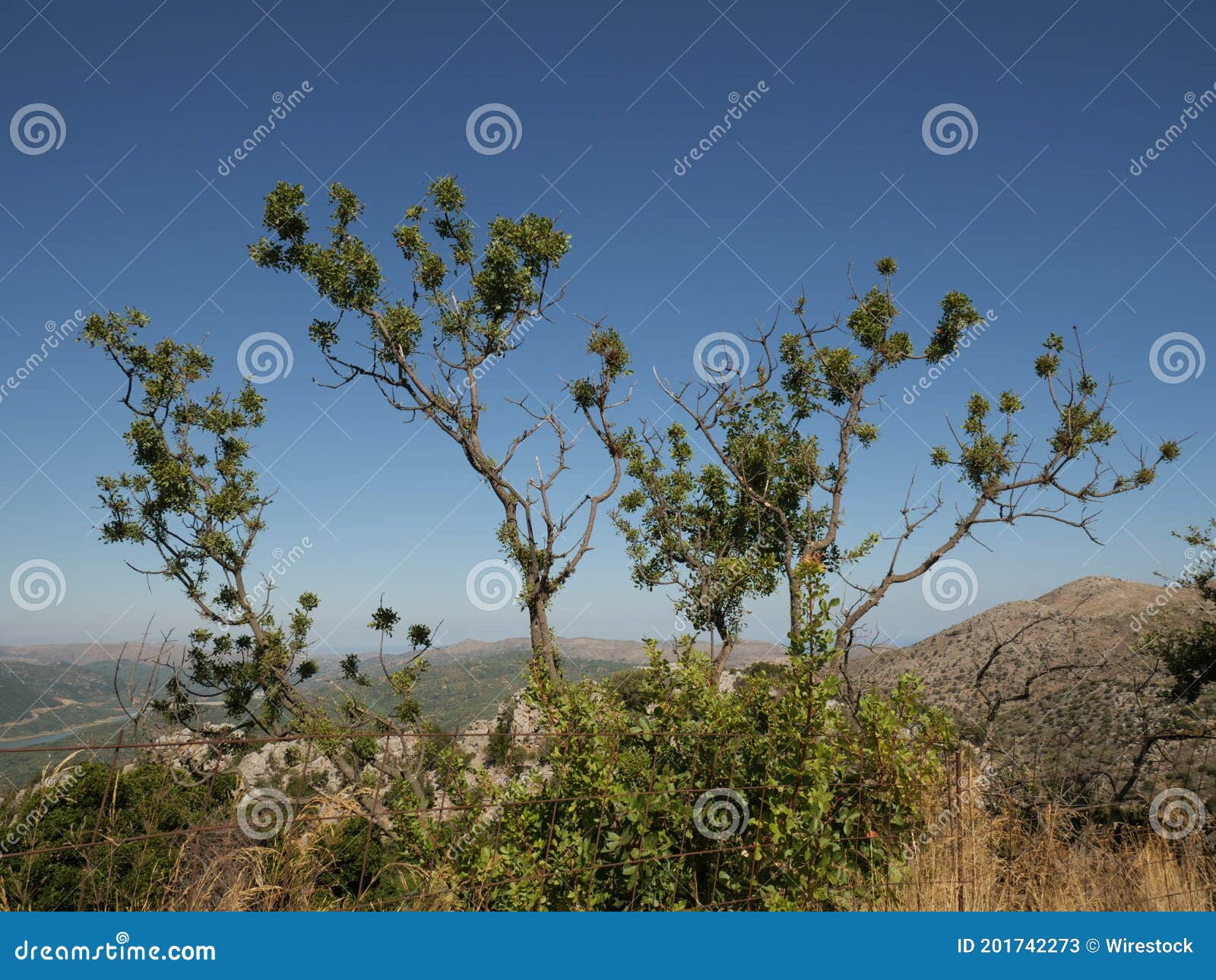 Pine Trees with Cones in Crete, Greece Stock Image - Image of tree ...