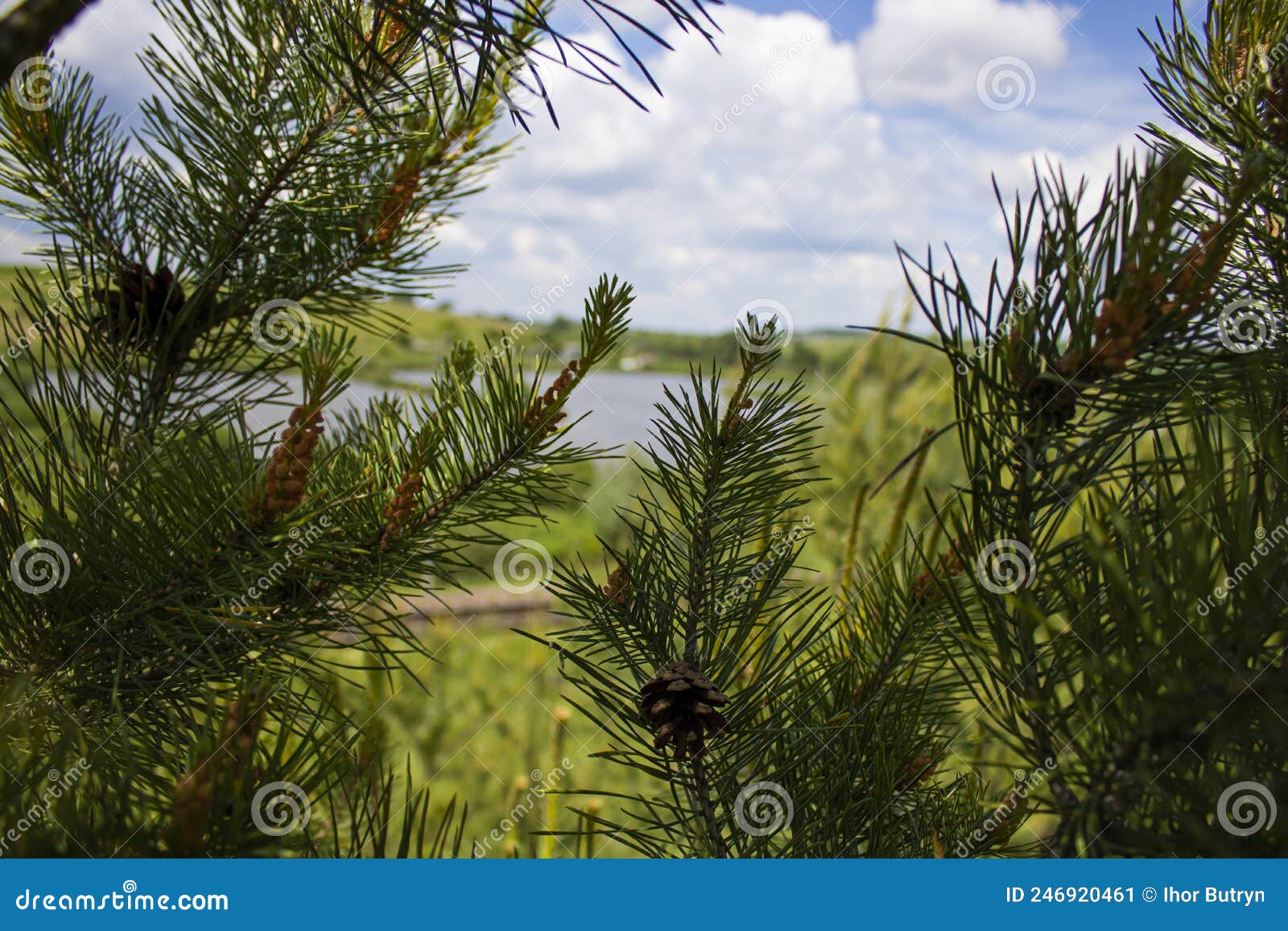 Pine Trees with Cones Overlooking the Pond Stock Image - Image of ...