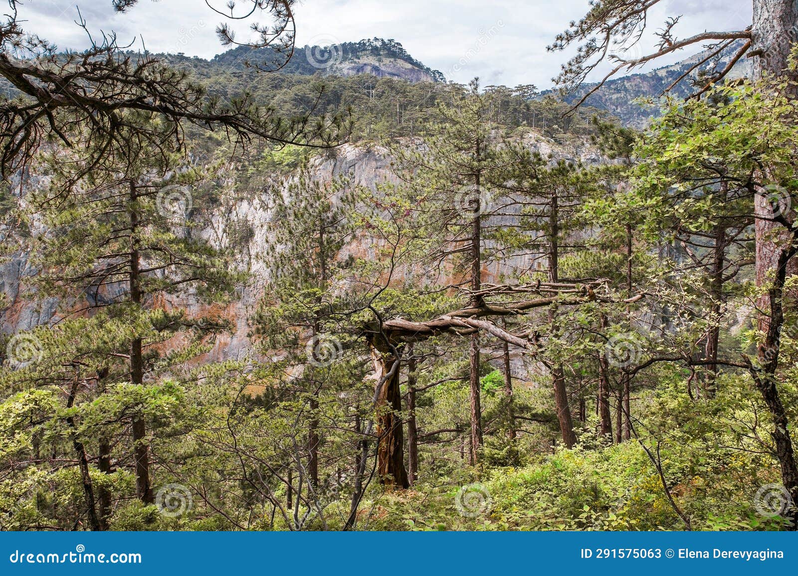 Pine Trees in Coniferous Mountain Forest with Steep Cliffs Stock Image ...