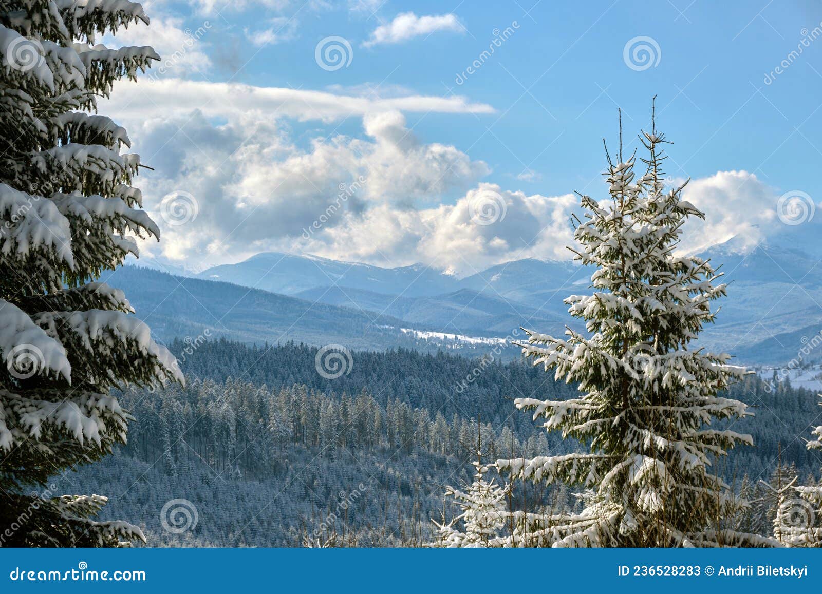Pine Trees Covered with Fresh Fallen Snow in Winter Mountain Forest on ... Pine Trees Covered with Fresh Fallen Snow in Winter Mountain Forest on ...