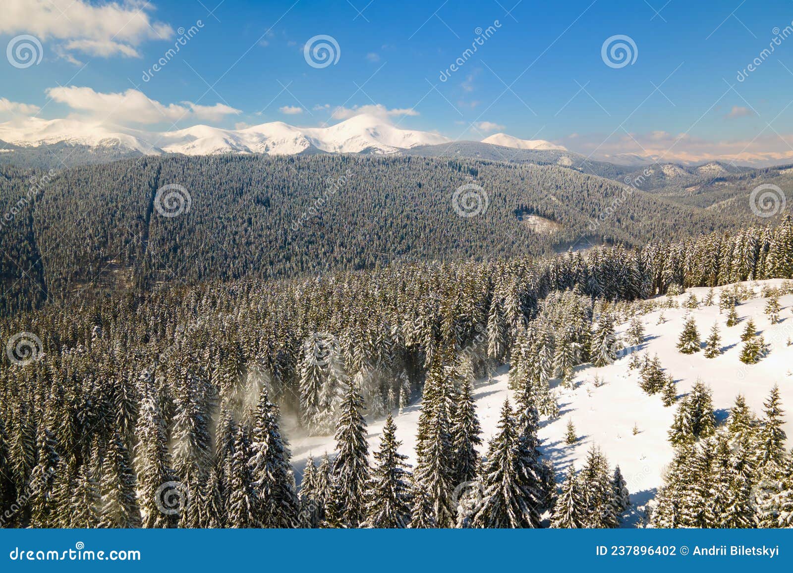 Pine Trees Covered with Fresh Fallen Snow in Winter Mountain Forest on ... Pine Trees Covered with Fresh Fallen Snow in Winter Mountain Forest on ...