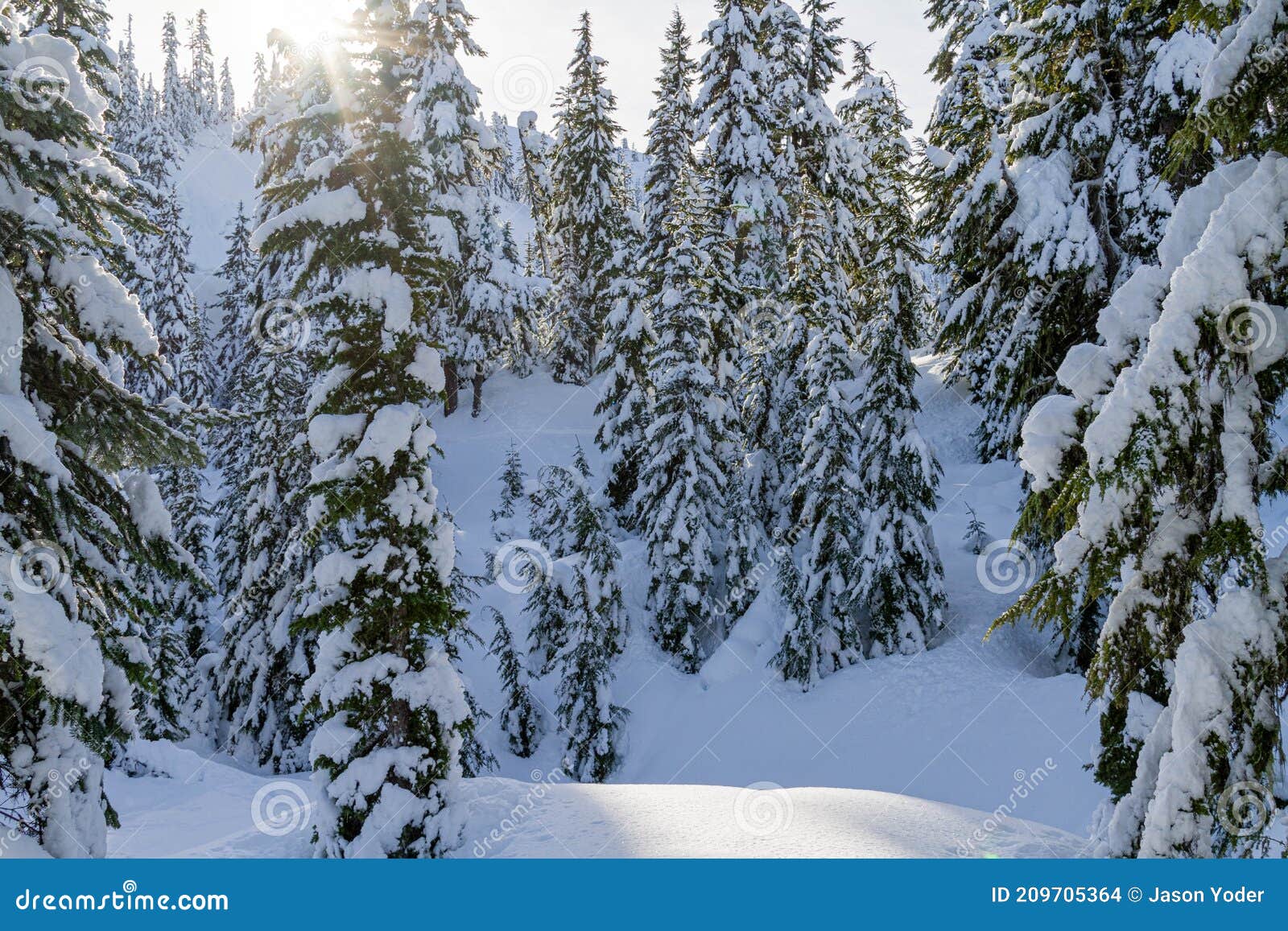Pine Trees Covered in a Heavy Snow Stock Photo - Image of forest ...