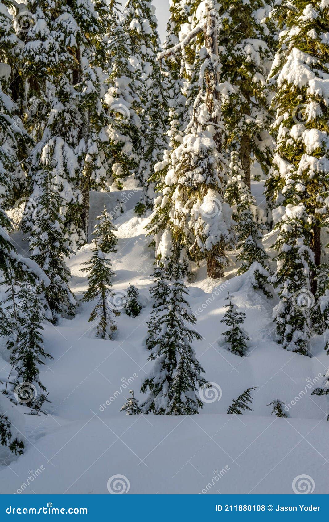 Pine Trees Covered in a Heavy Snow Stock Photo - Image of wonderland ...