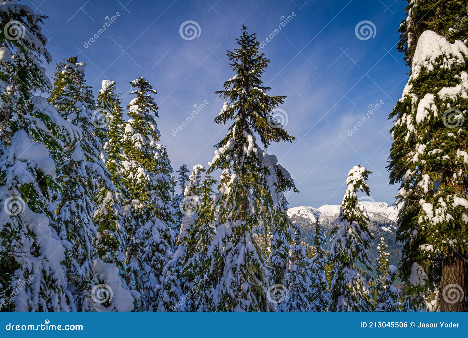 Pine Trees Covered in a Heavy Snow Stock Photo - Image of forest ...