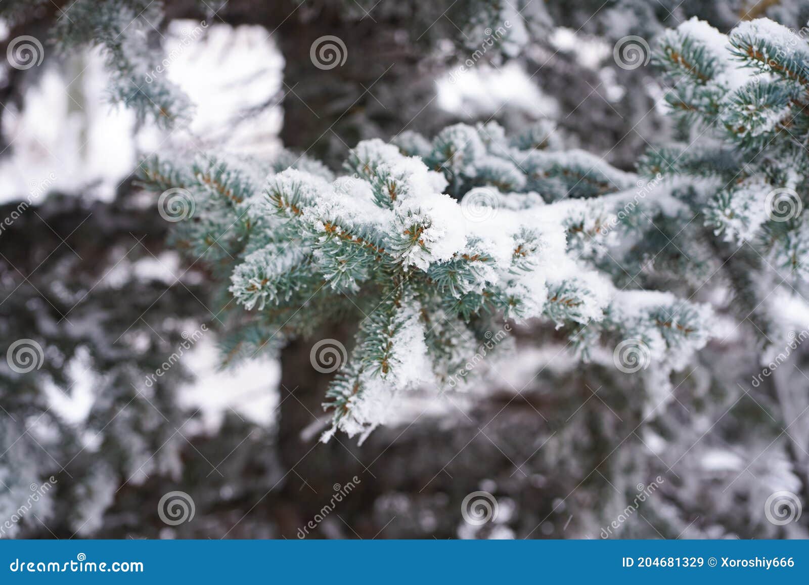 Pine Trees Covered by Snow and Ice Stock Image - Image of spruce ...