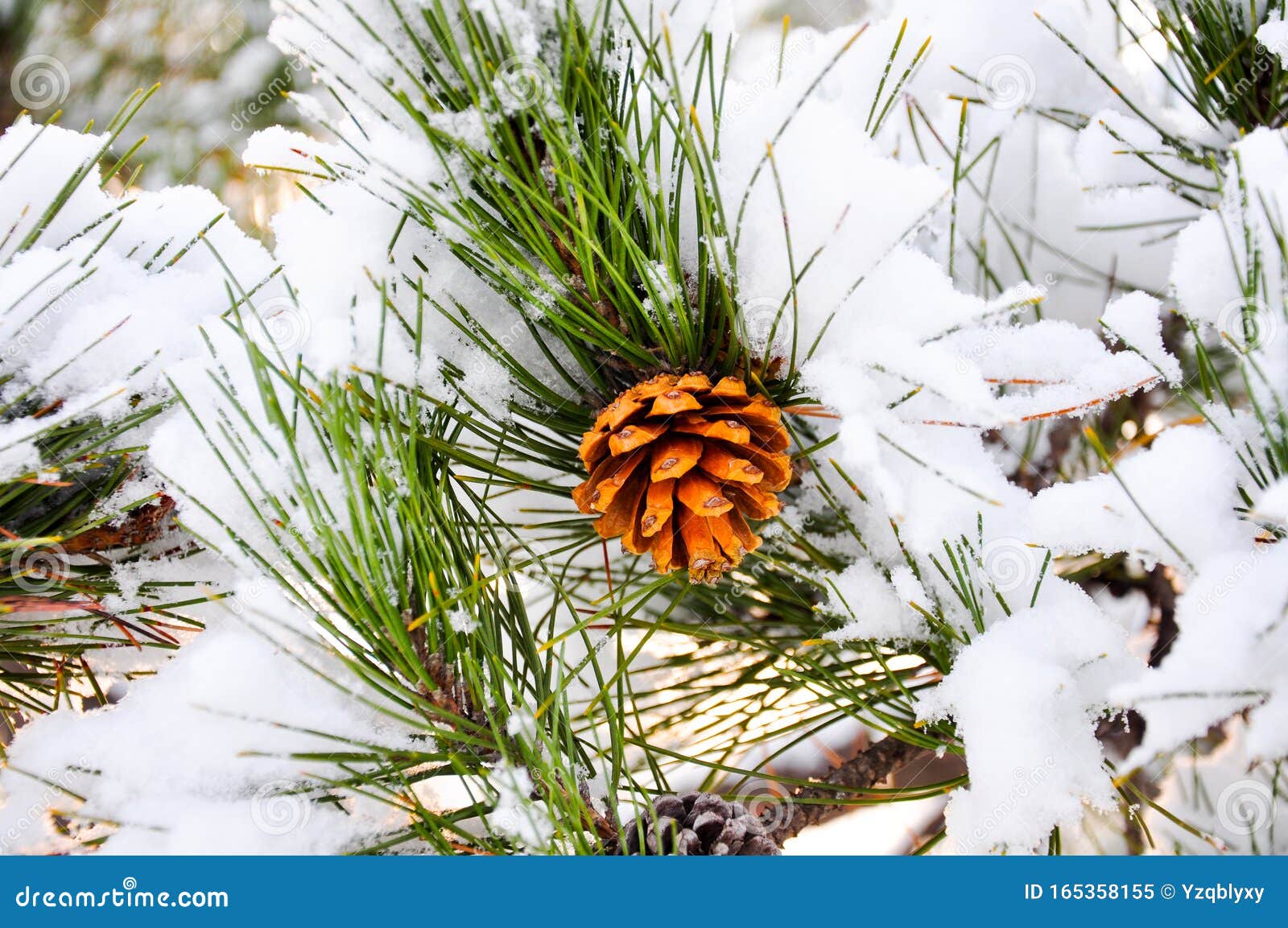 Pine Trees Covered Snow with Pine Cone Stock Image - Image of sunrise ...