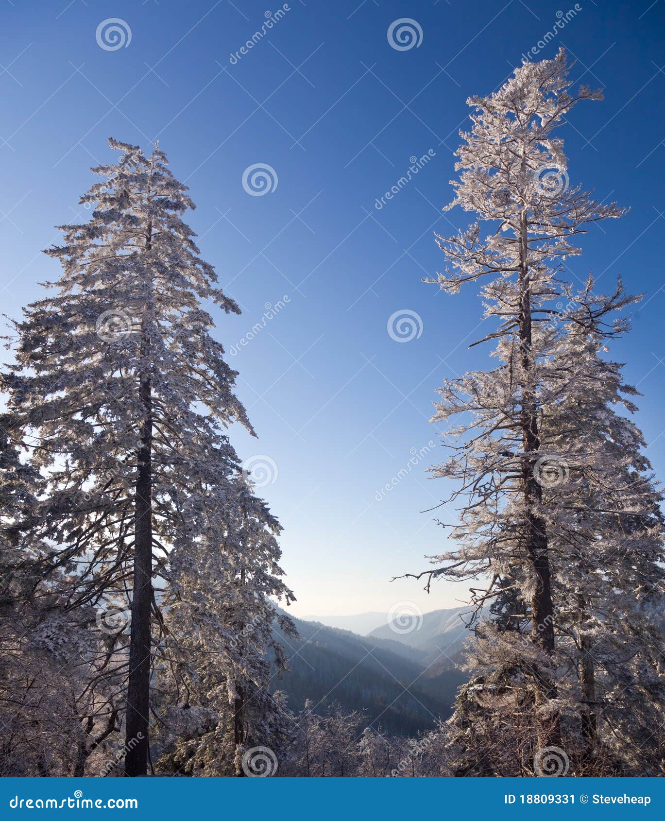 Pine Trees Covered in Snow on Skyline Stock Image - Image of mountain ...