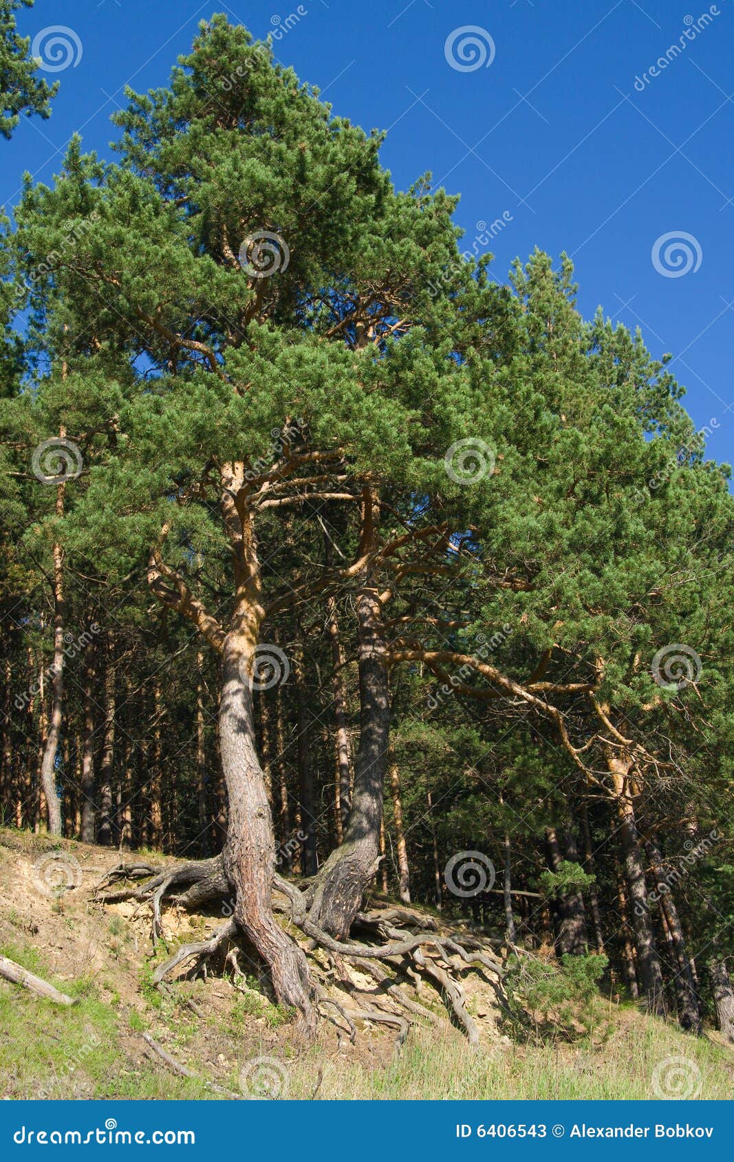 Pine Trees with Curved Roots Stock Image - Image of mountain, forest ...