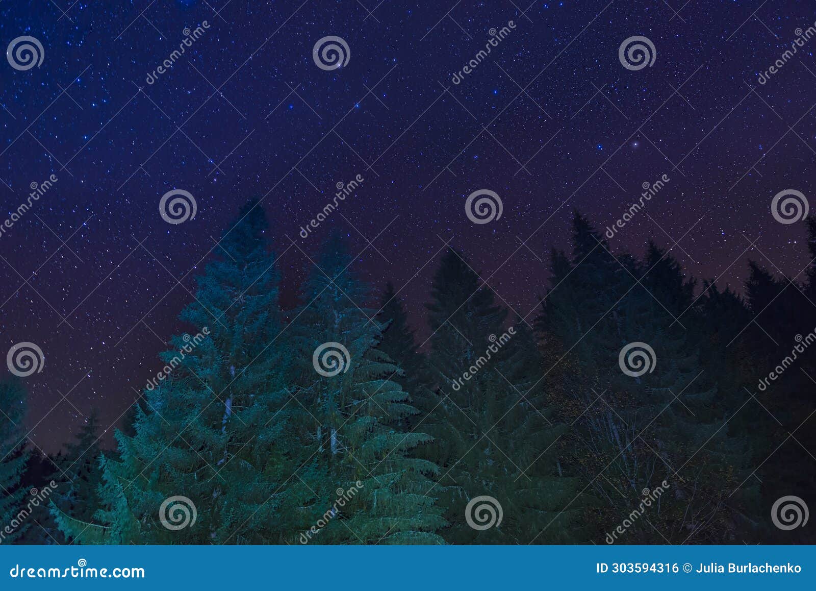 Pine Trees and Dark Night Sky with Stars Stock Photo - Image of light ...