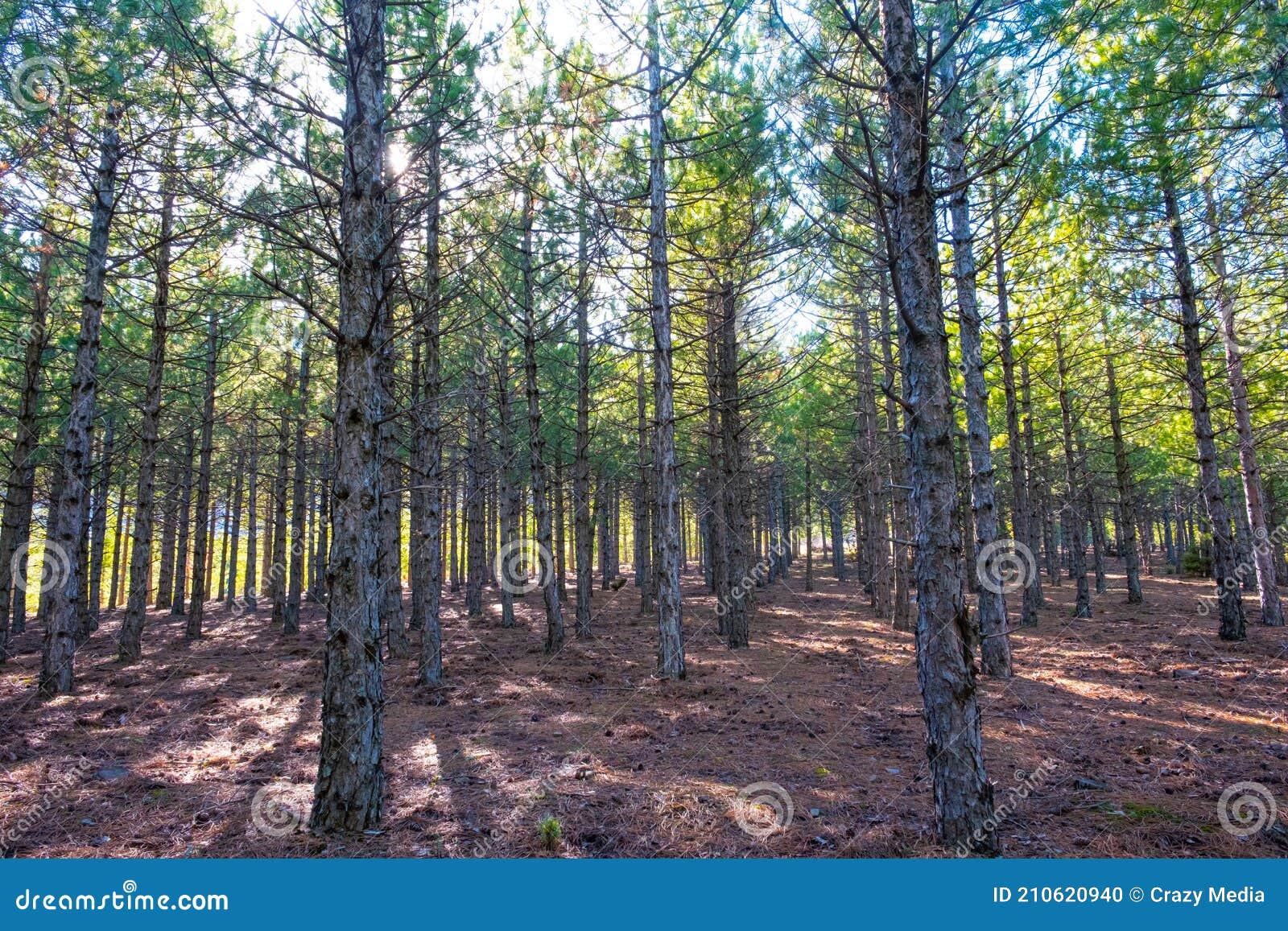 The Pine Trees in the Dense Forest and the Oxygen Storage Area are ...