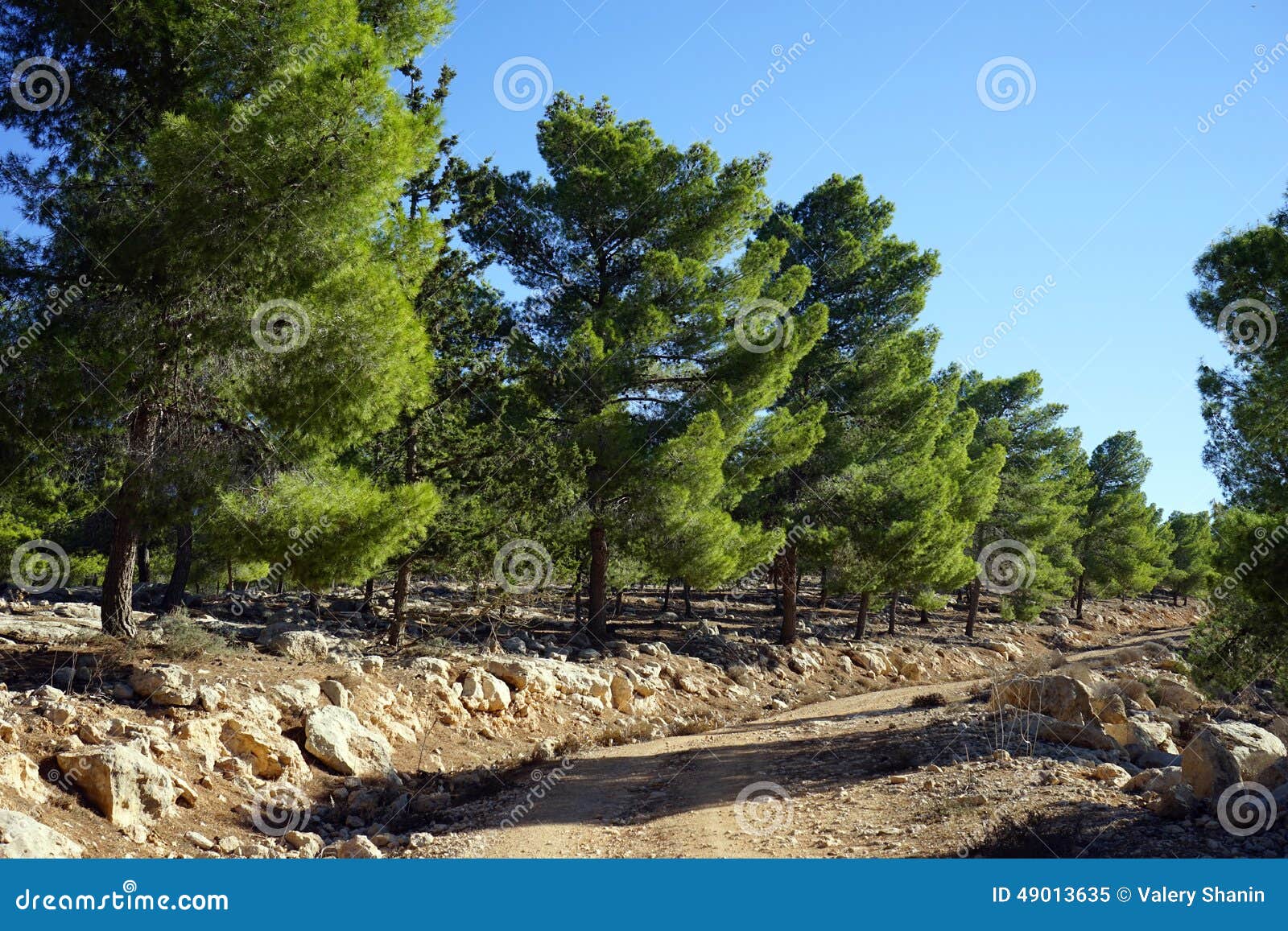 Pine trees stock image. Image of green, forest, tree - 49013635