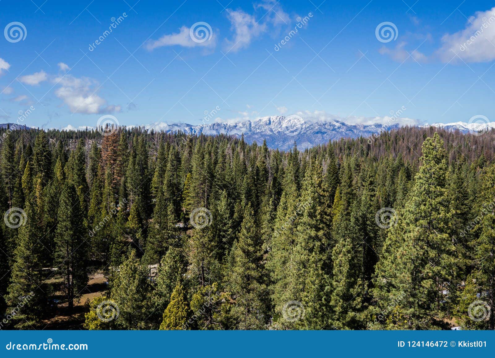 Pine Trees and Distant Mountains Stock Photo - Image of distance ...