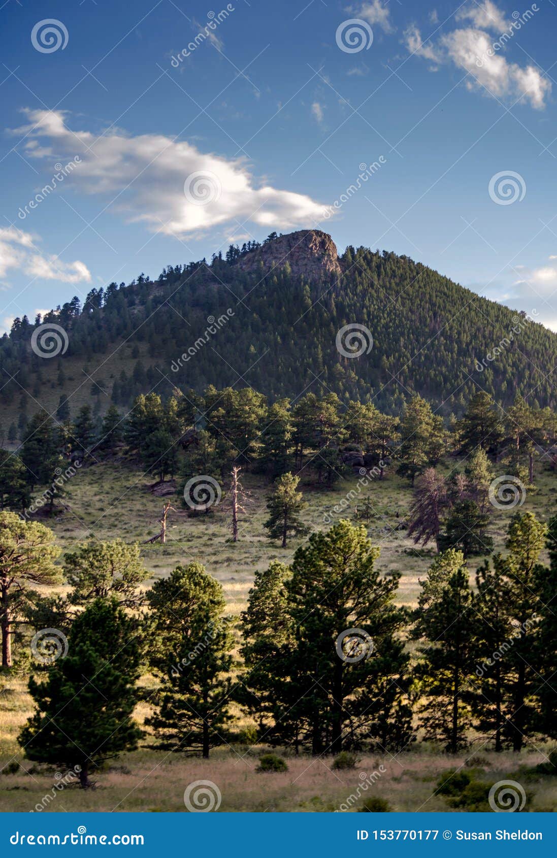 Pine Trees Dot a Mountain in Colorado USA Stock Image - Image of ...
