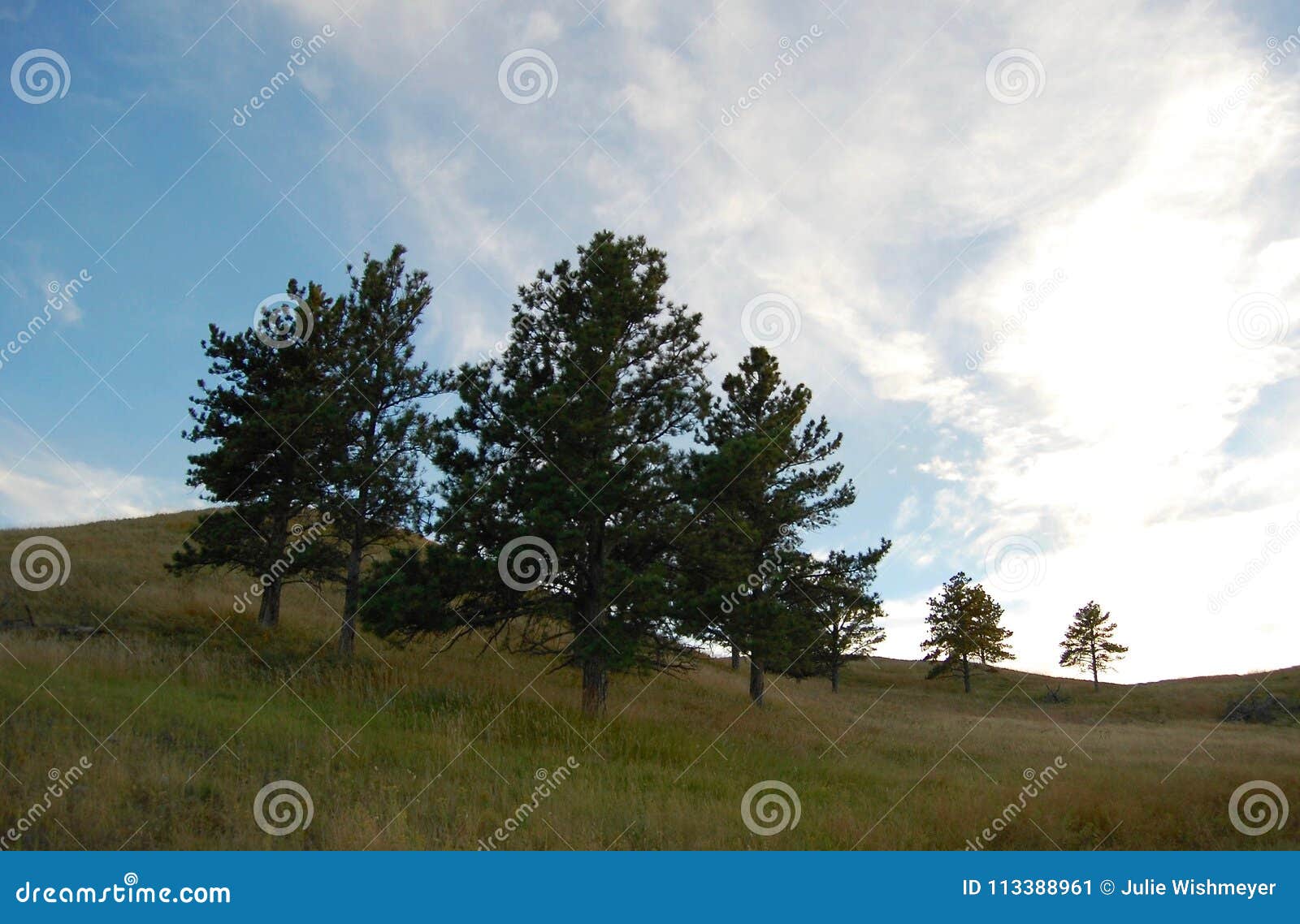 Pine Trees Dotting the Horizon Stock Image - Image of park, horizon ...
