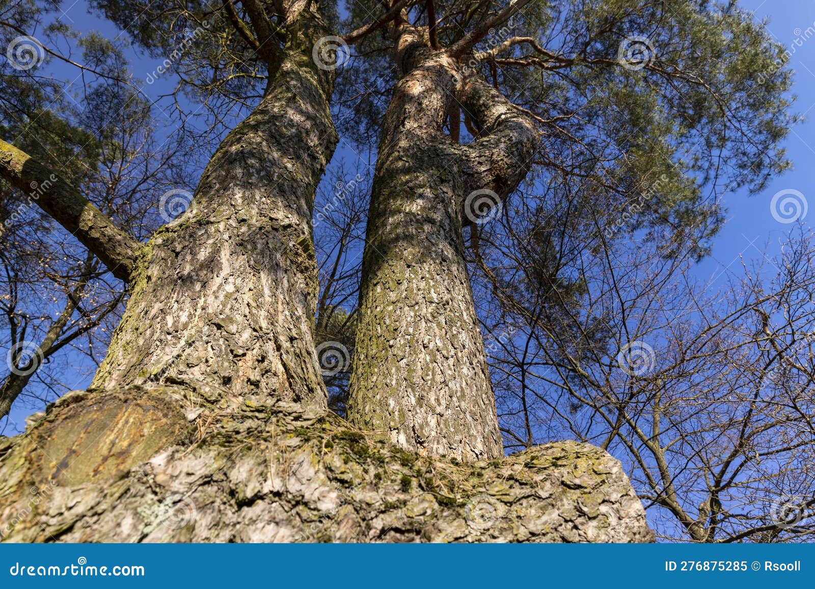 Pine Trees in Early Spring in Sunny Clear Weather Stock Image - Image ...