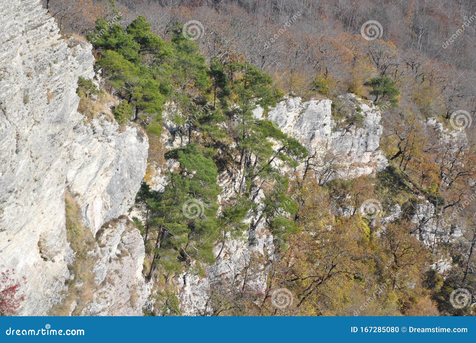 The Pine Trees on the Edge of a Cliff Stock Photo - Image of rock ...