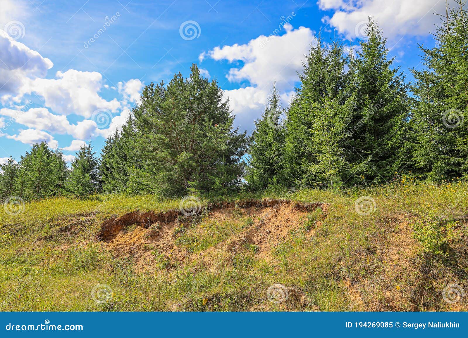 Pine Trees on the Edge of a Sand Pit Stock Image - Image of countryside ...