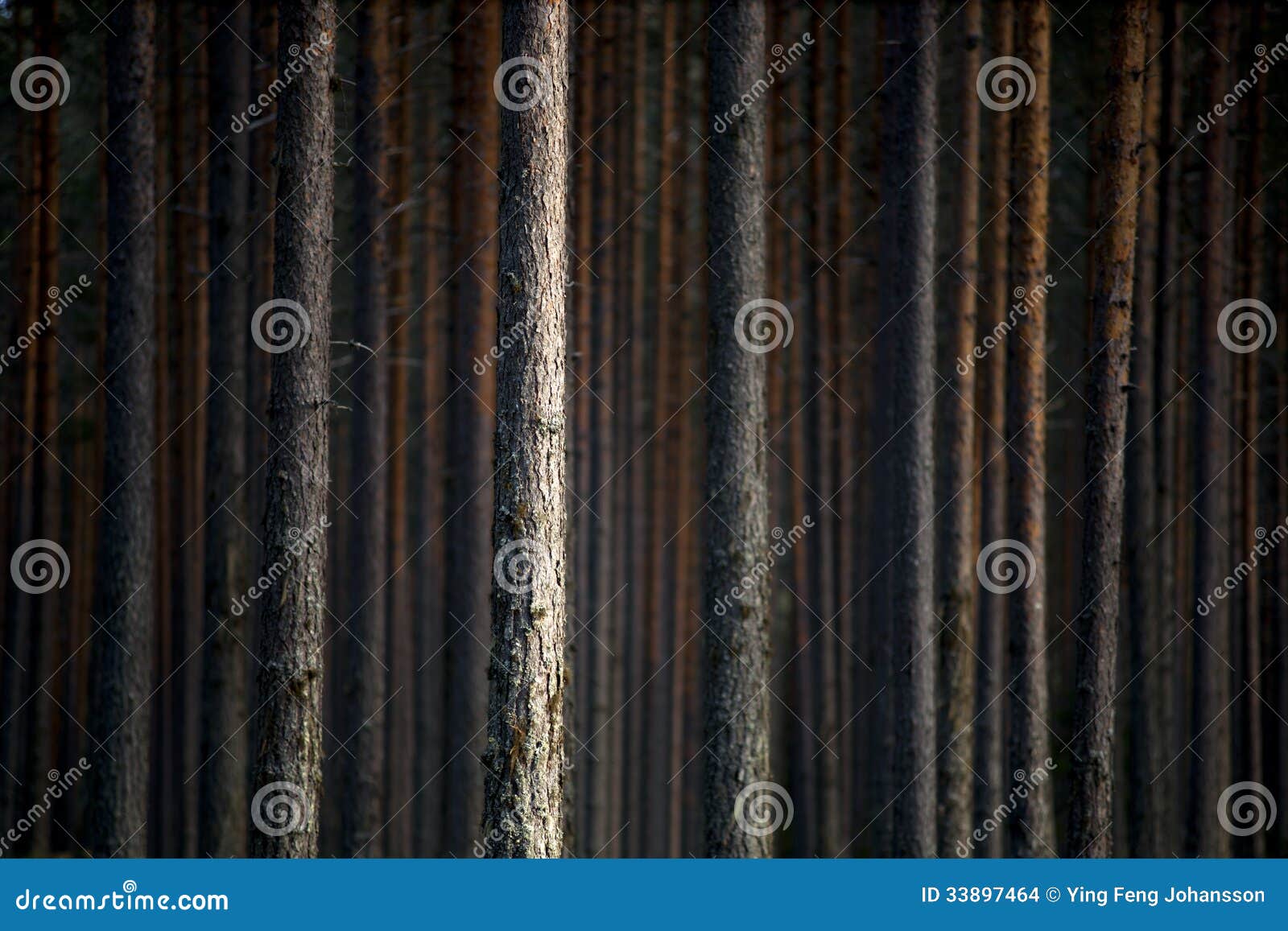 Pine Trees in Evening Light Stock Photo - Image of bark, pattern: 33897464