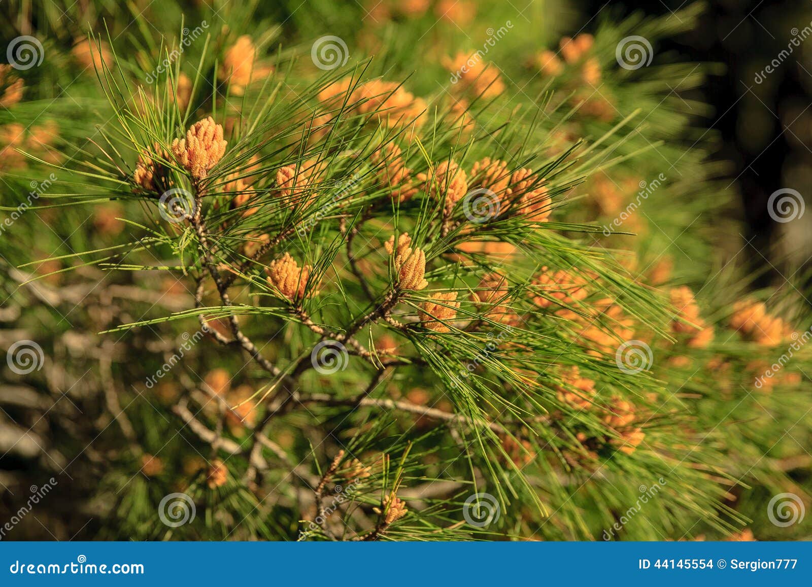 Pine trees stock photo. Image of evergreen, cones, crown - 44145554