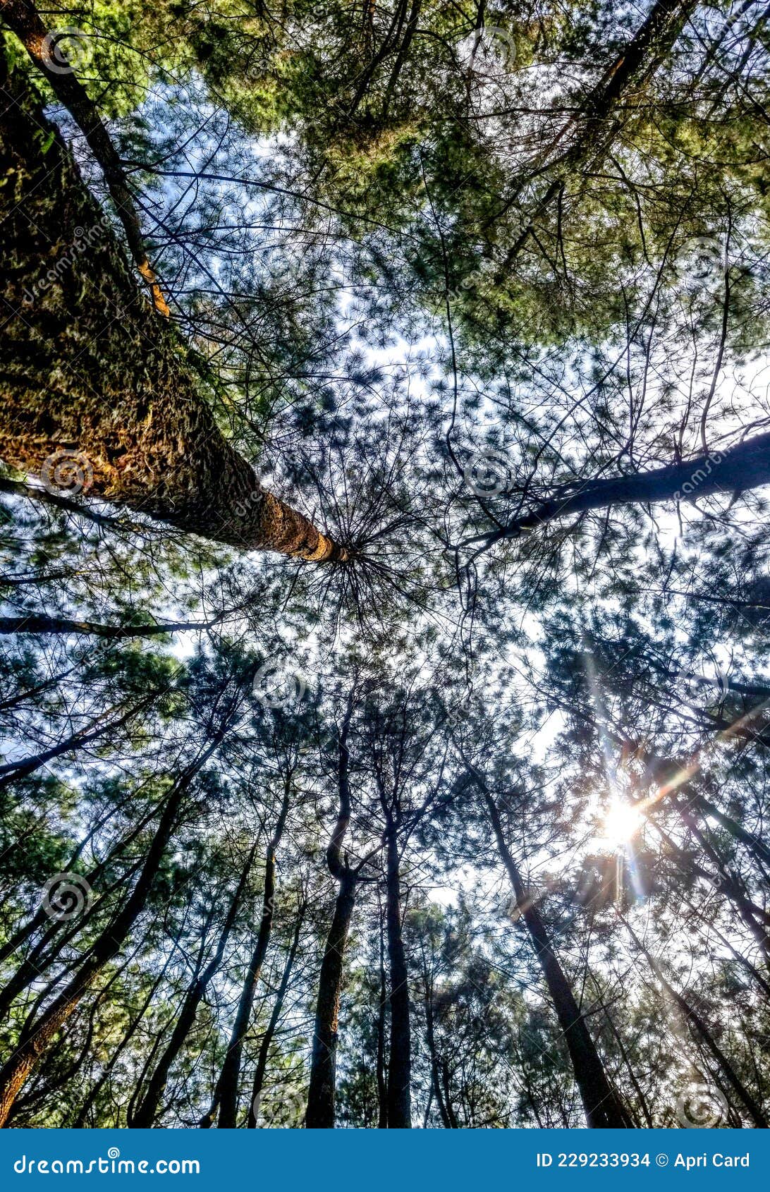 Among the Pine Trees Facing the Sky Stock Photo - Image of branch ...