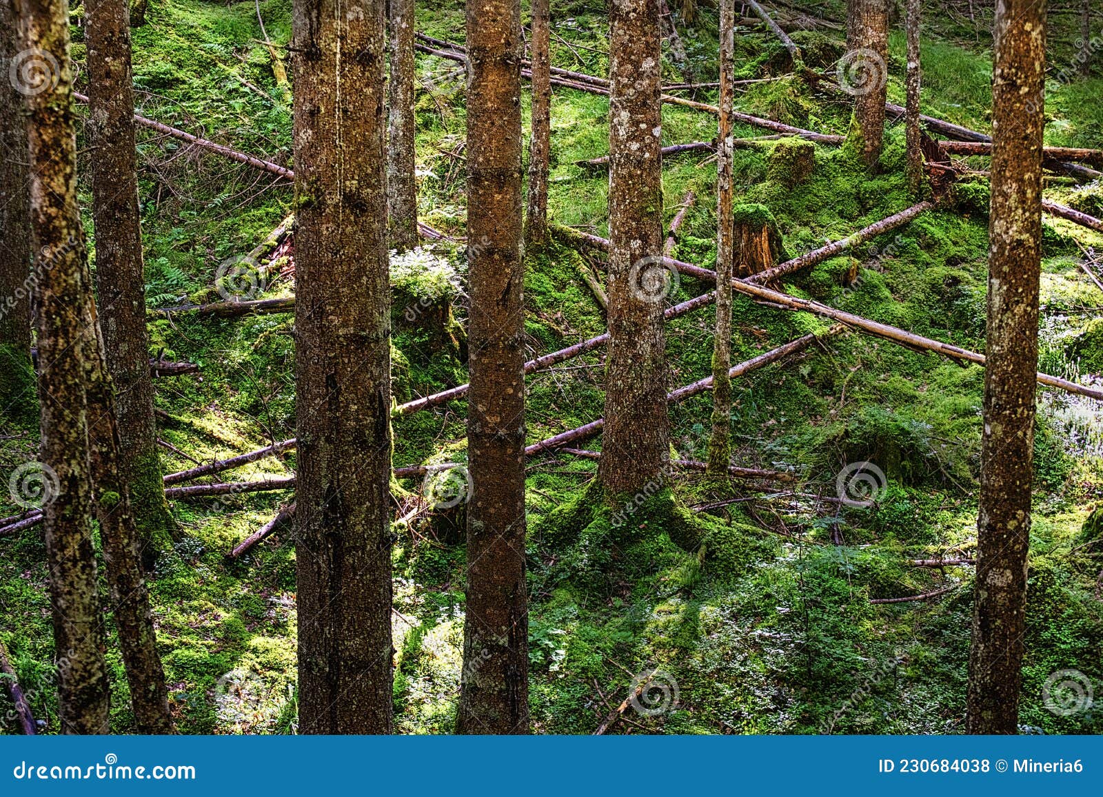 Fallen Branches Scattered On The Ground Of Dried Grass In The Pine Tree ...