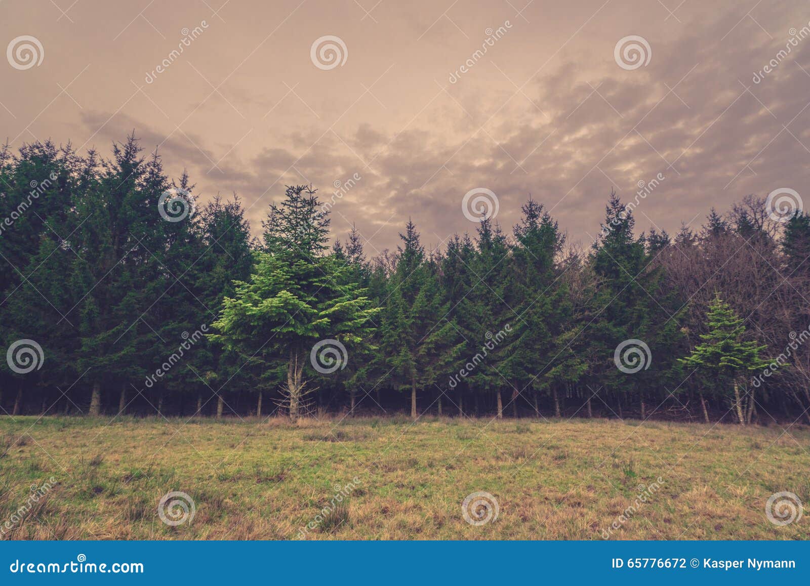 Pine Trees on a Field in the Fall Stock Photo - Image of countryside ...