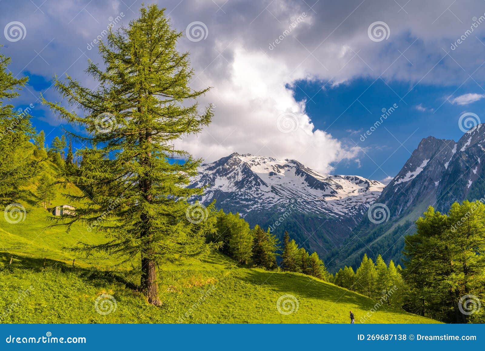 Pine Trees in Fields in Alp Mountains, Martigny-Combe, Martigny, Wallis ...