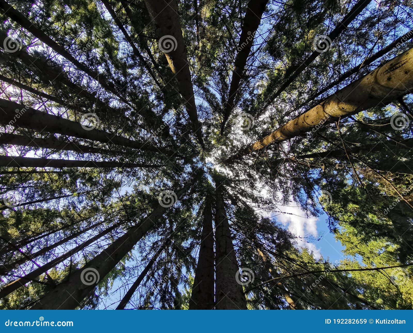 Pine trees from below stock image. Image of afterglow - 192282659