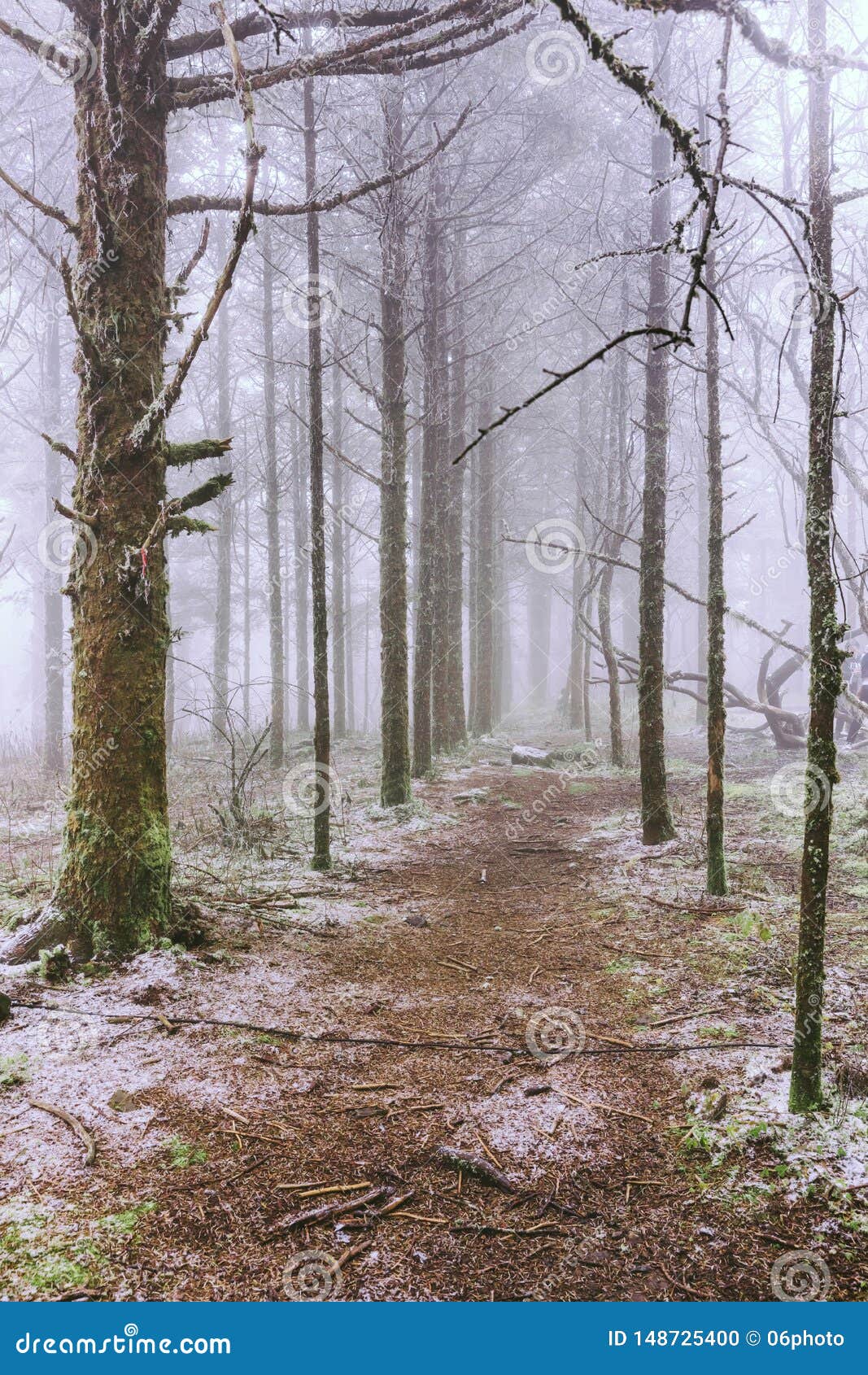 Pine Trees in Fog on Mountain Stock Photo - Image of park, nature ...