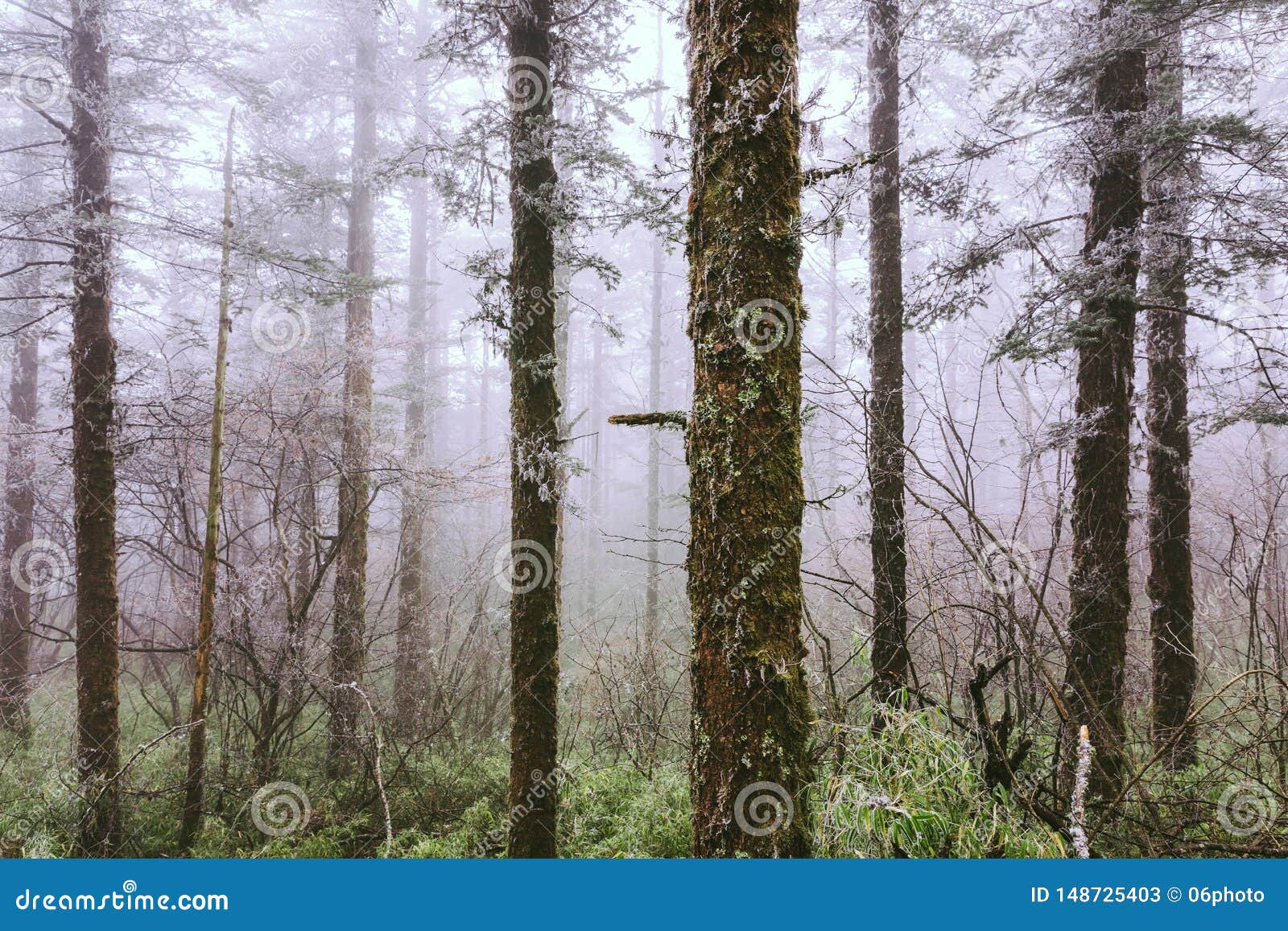Pine Trees in Fog on Mountain Stock Image - Image of pine, autumn ...