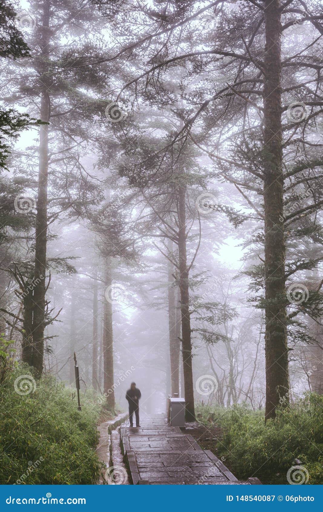 Pine Trees in Fog on Mountain of China Stock Image - Image of travel ...