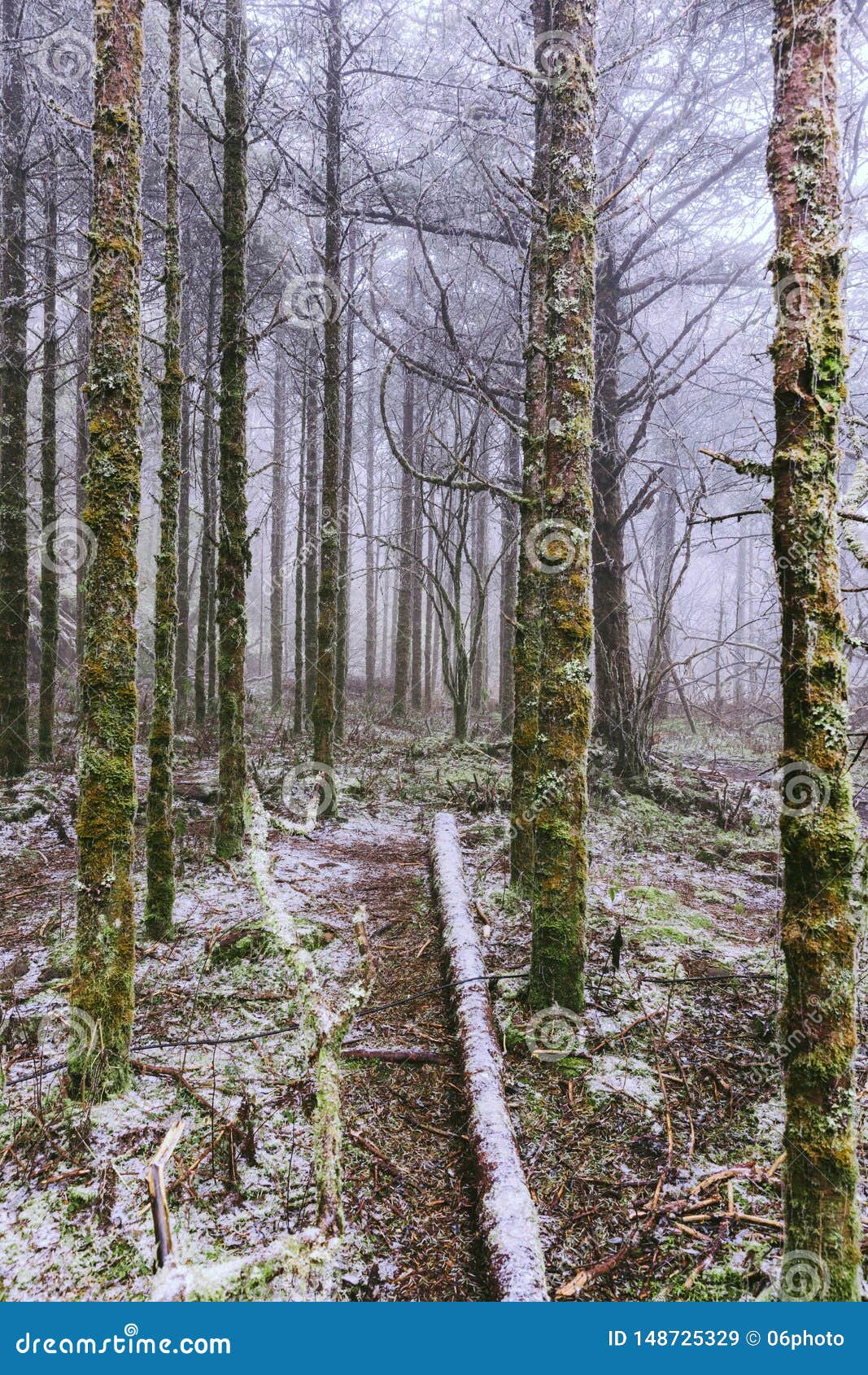 Pine Trees in Fog on Mountain Stock Image - Image of white, view: 148725329