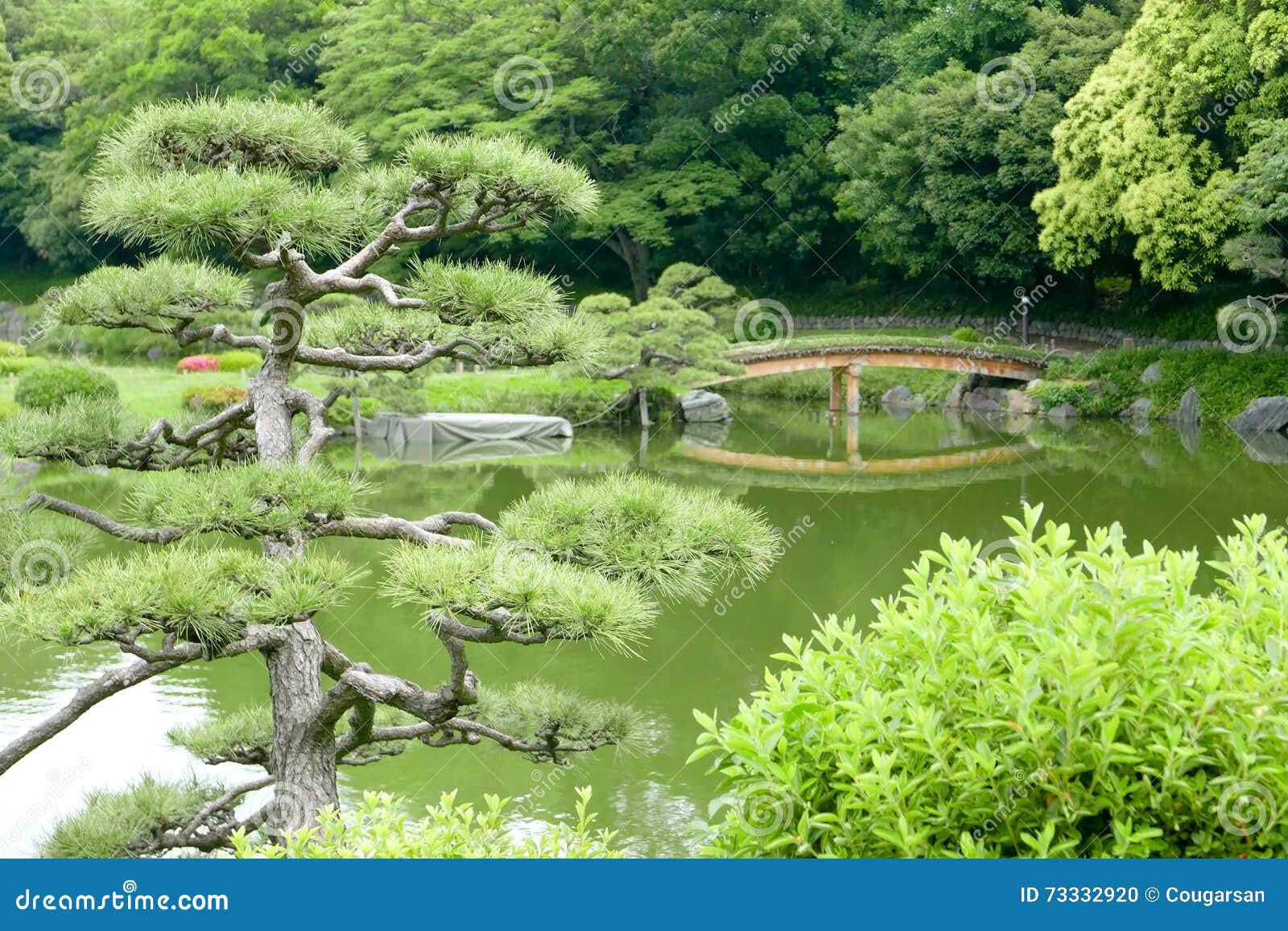 Pine Trees, Footpath, Bridge with Reflection in Private Garden Stock ...