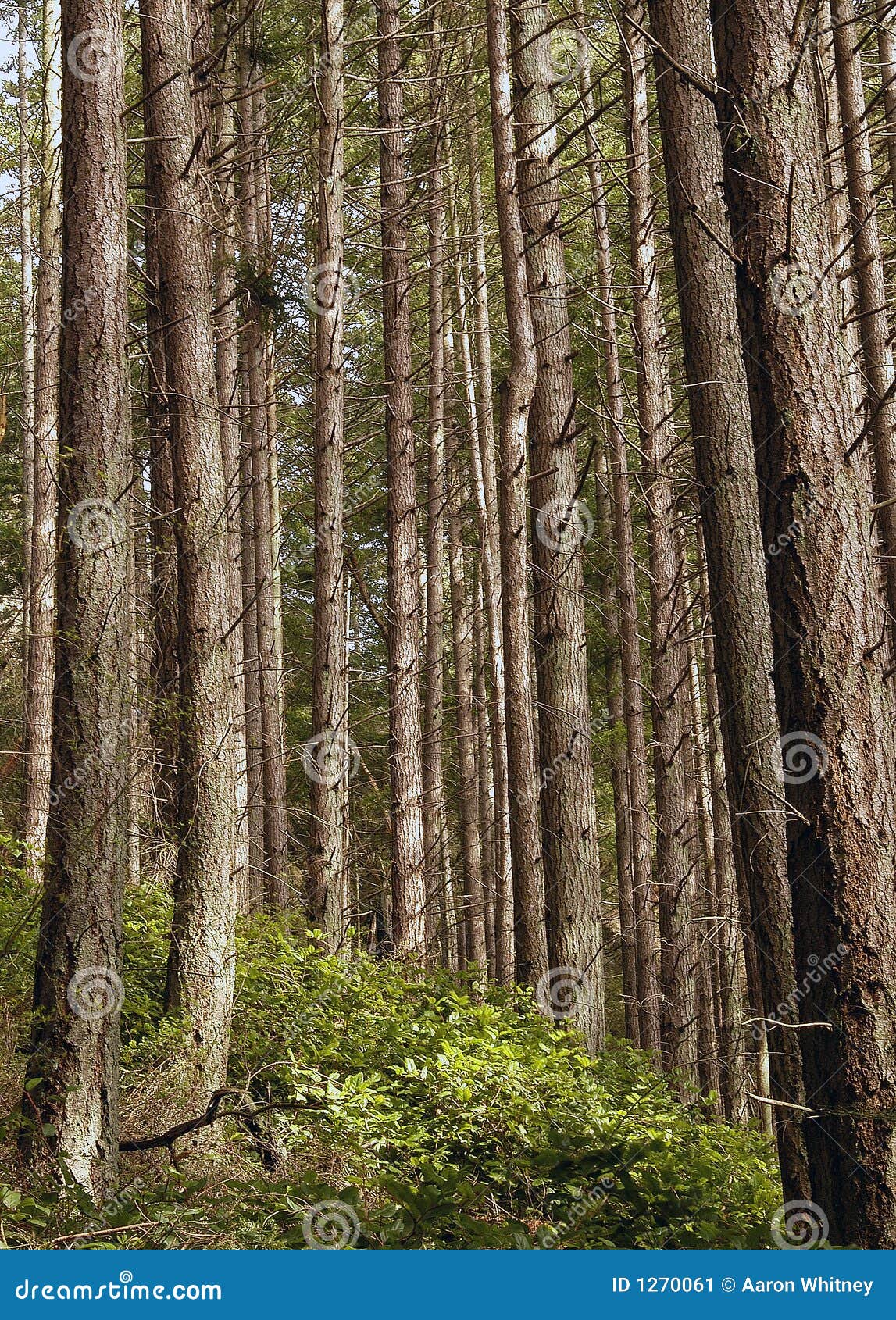 Pine trees in forest stock image. Image of timber, woodland - 1270061