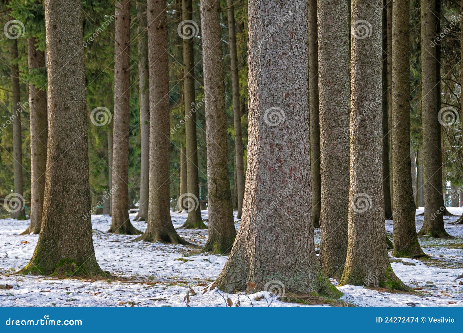 Pine trees forest stock photo. Image of ecosystem, evergreen - 24272474