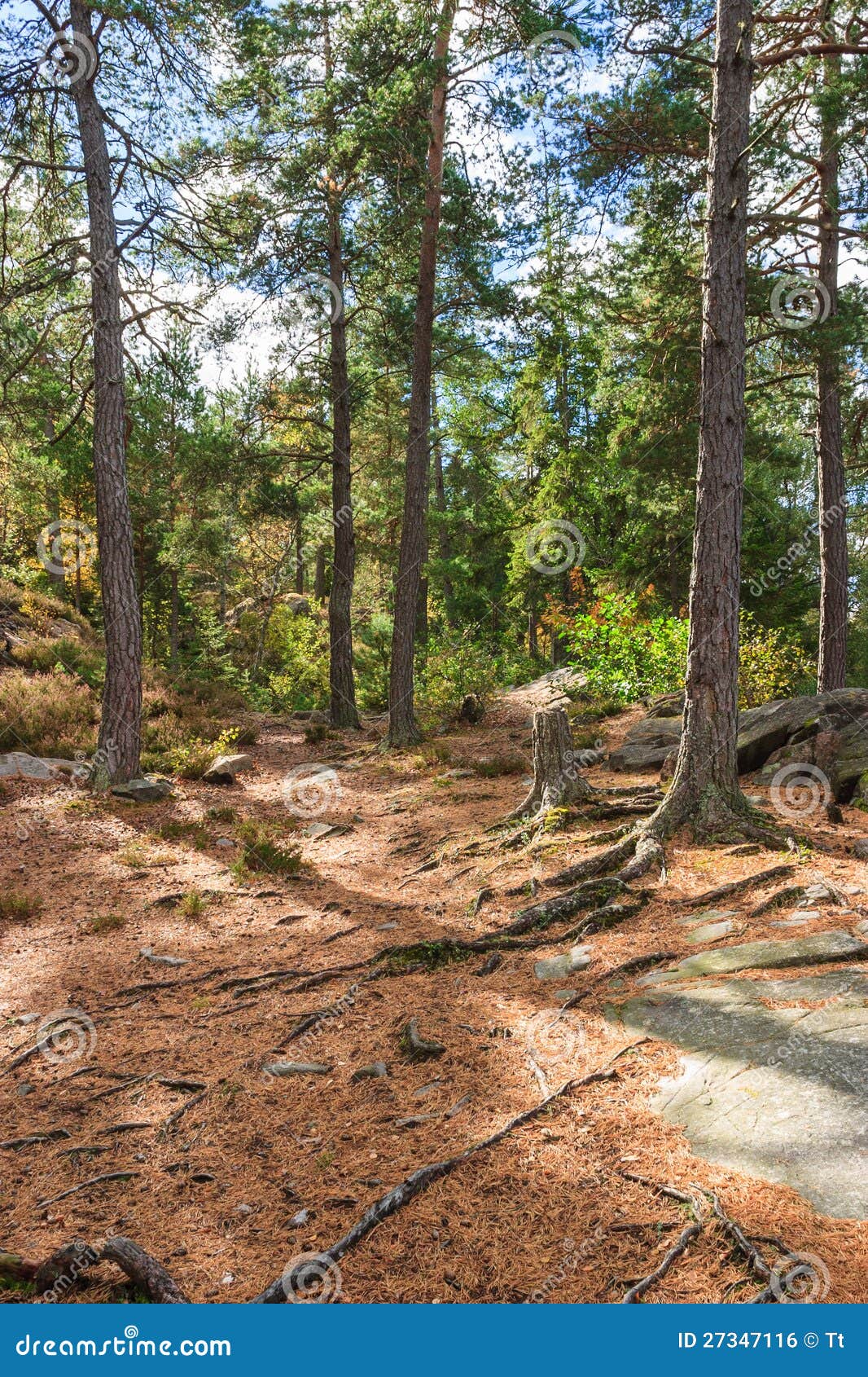 Pine trees forest stock photo. Image of wood, treetrunk - 27347116