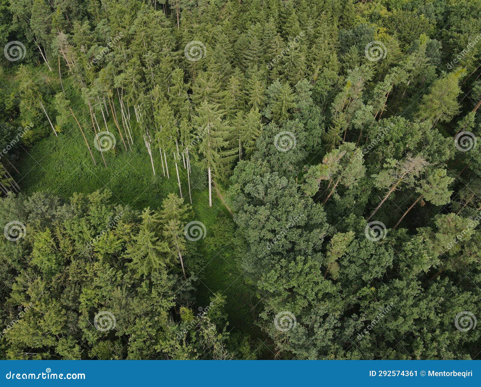Pine Trees in the Forest from Above Stock Image - Image of pine, drone ...