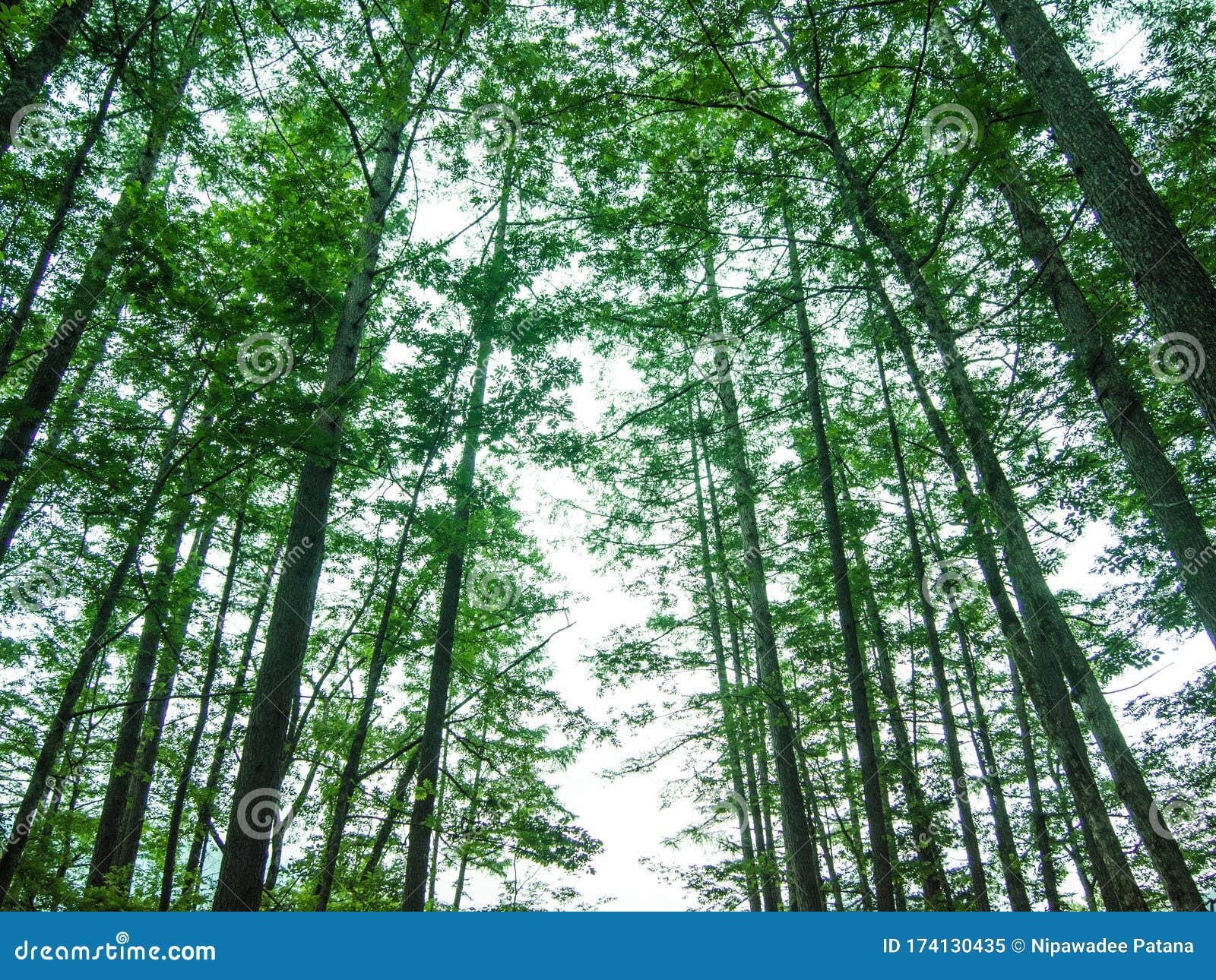 Pine Trees in the Forest Against the Sunlight, Up-risen Angle ...