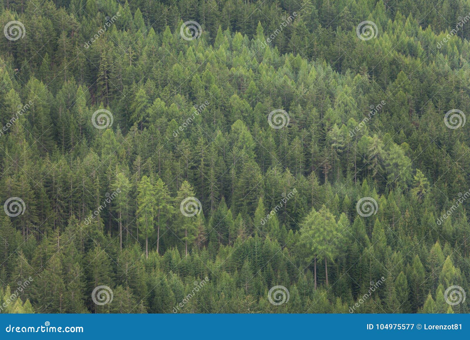 Pine Trees Forest As Texture Stock Image - Image of green, italy: 104975577