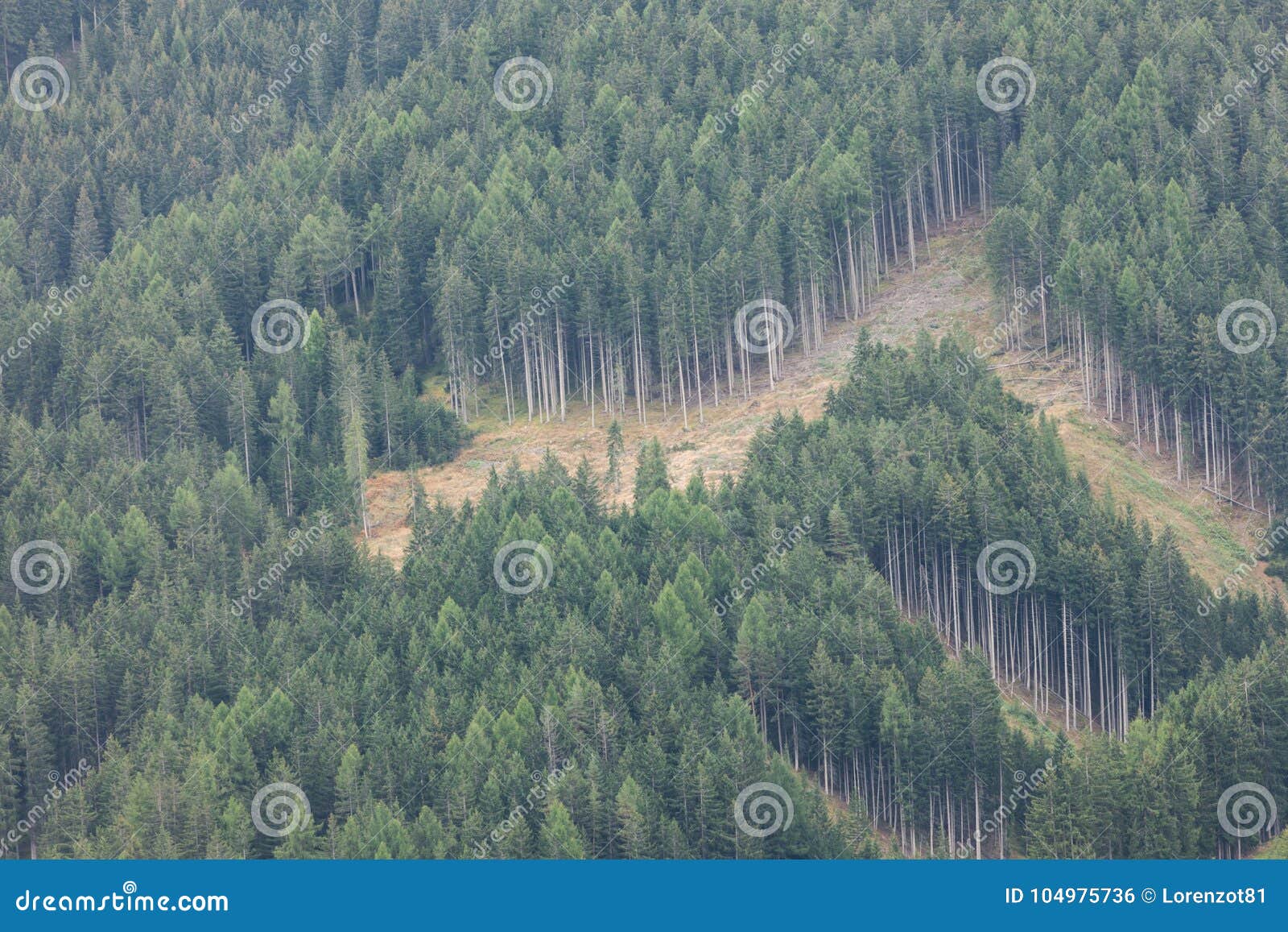 Pine Trees Forest As Texture Stock Photo - Image of green, woods: 104975736