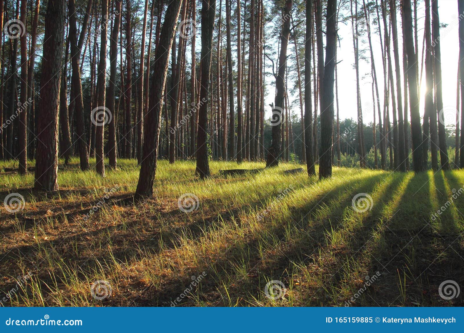 Pine Trees Forest Backlighted by Golden Sunlight before Sunset with Sun ...