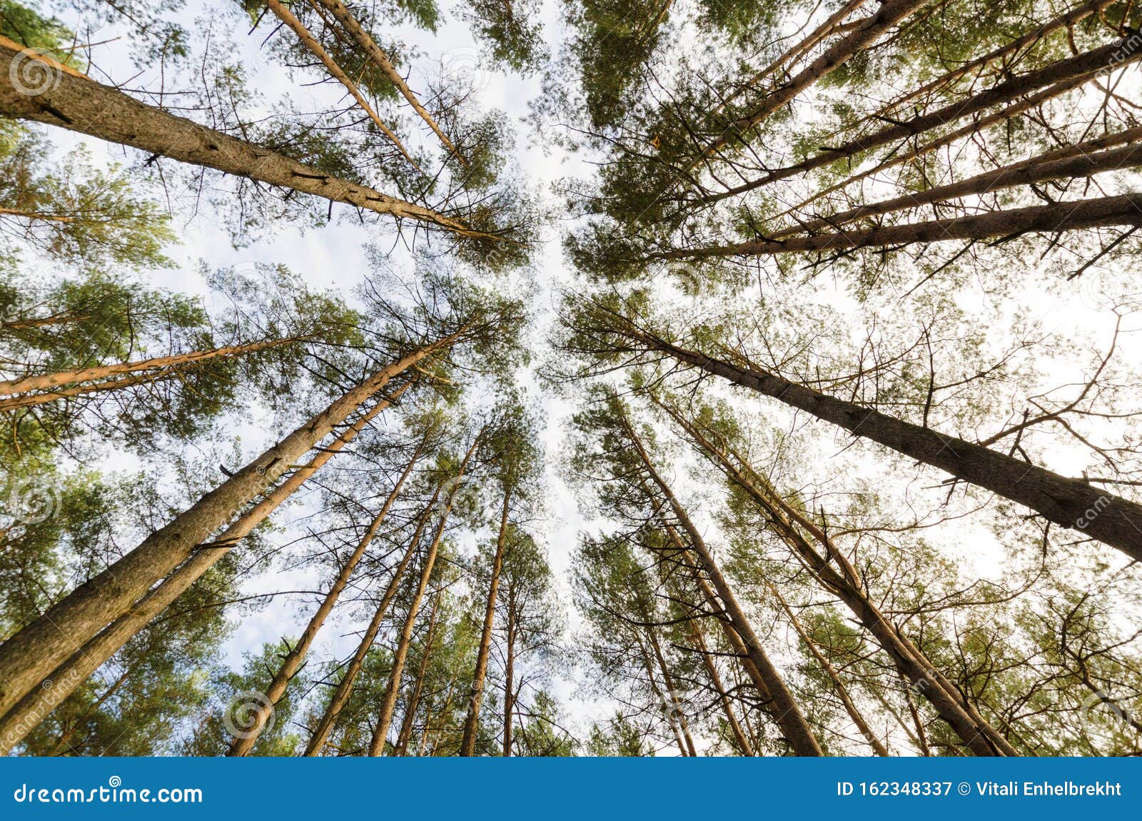 Pine Trees in the Forest with Blue Sky. Pine Trees in Autumn Forest ...