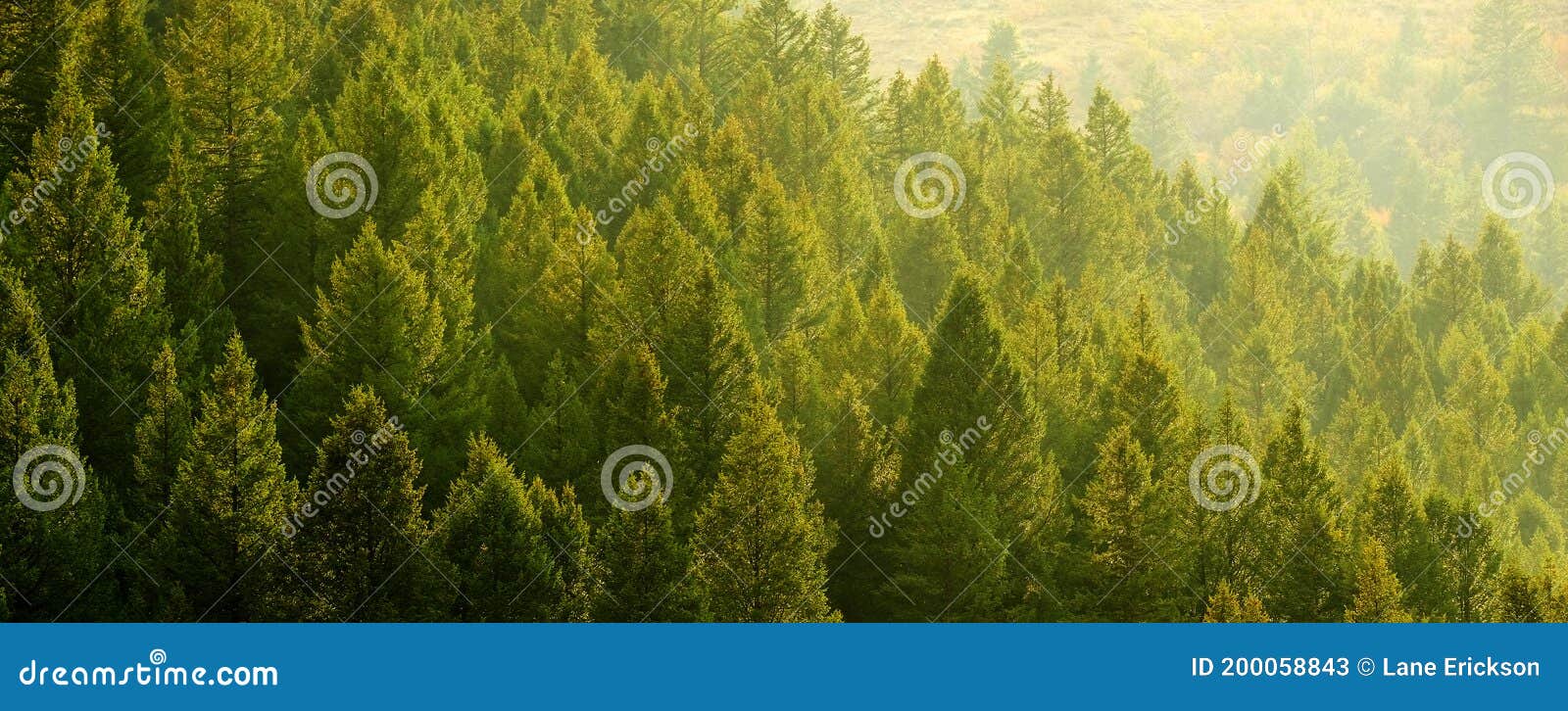Pine Trees Forest Evening Light Stock Image - Image of foliage ...