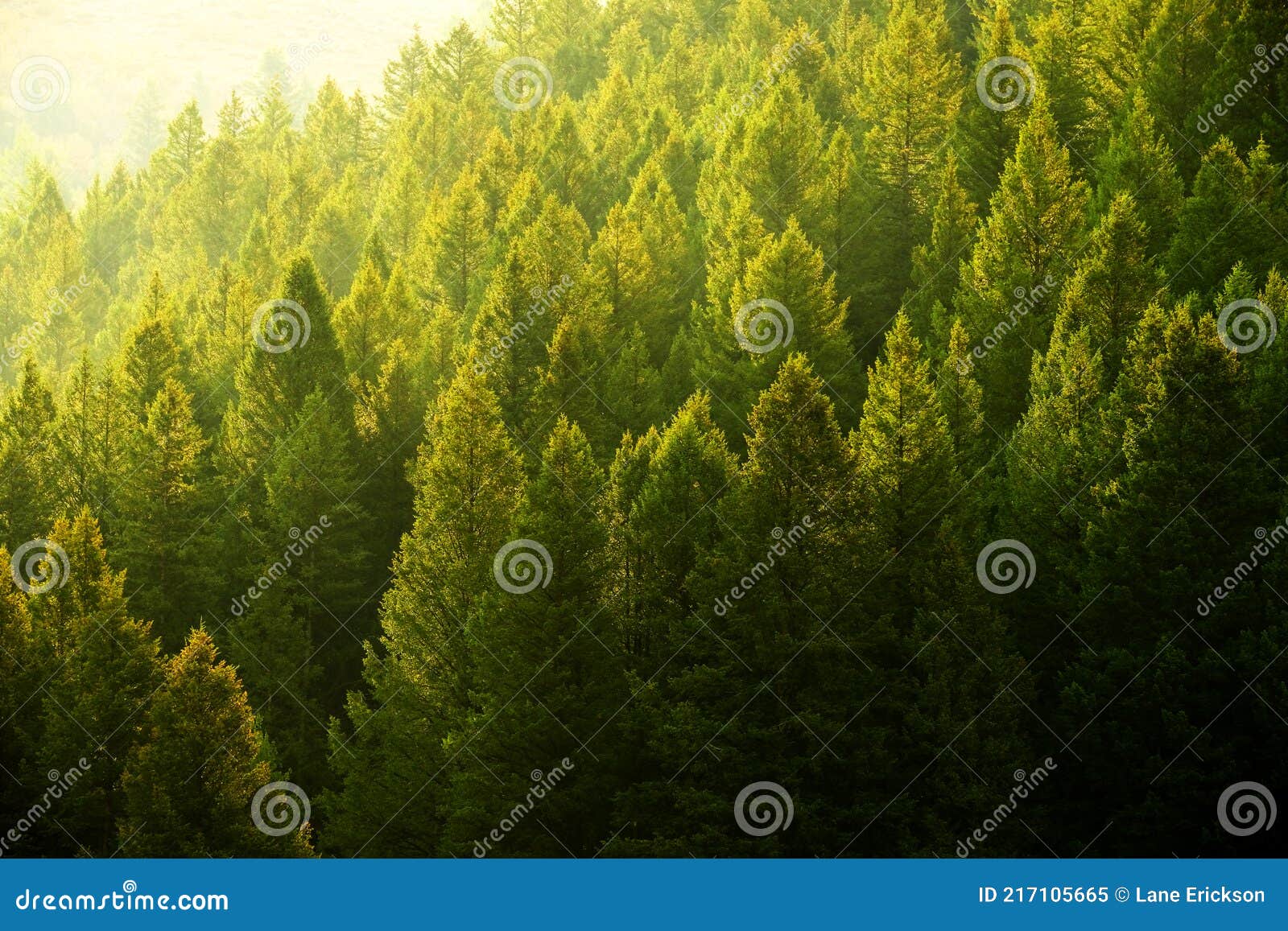Pine Trees Forest Evening Light Stock Image - Image of dense, spruce ...