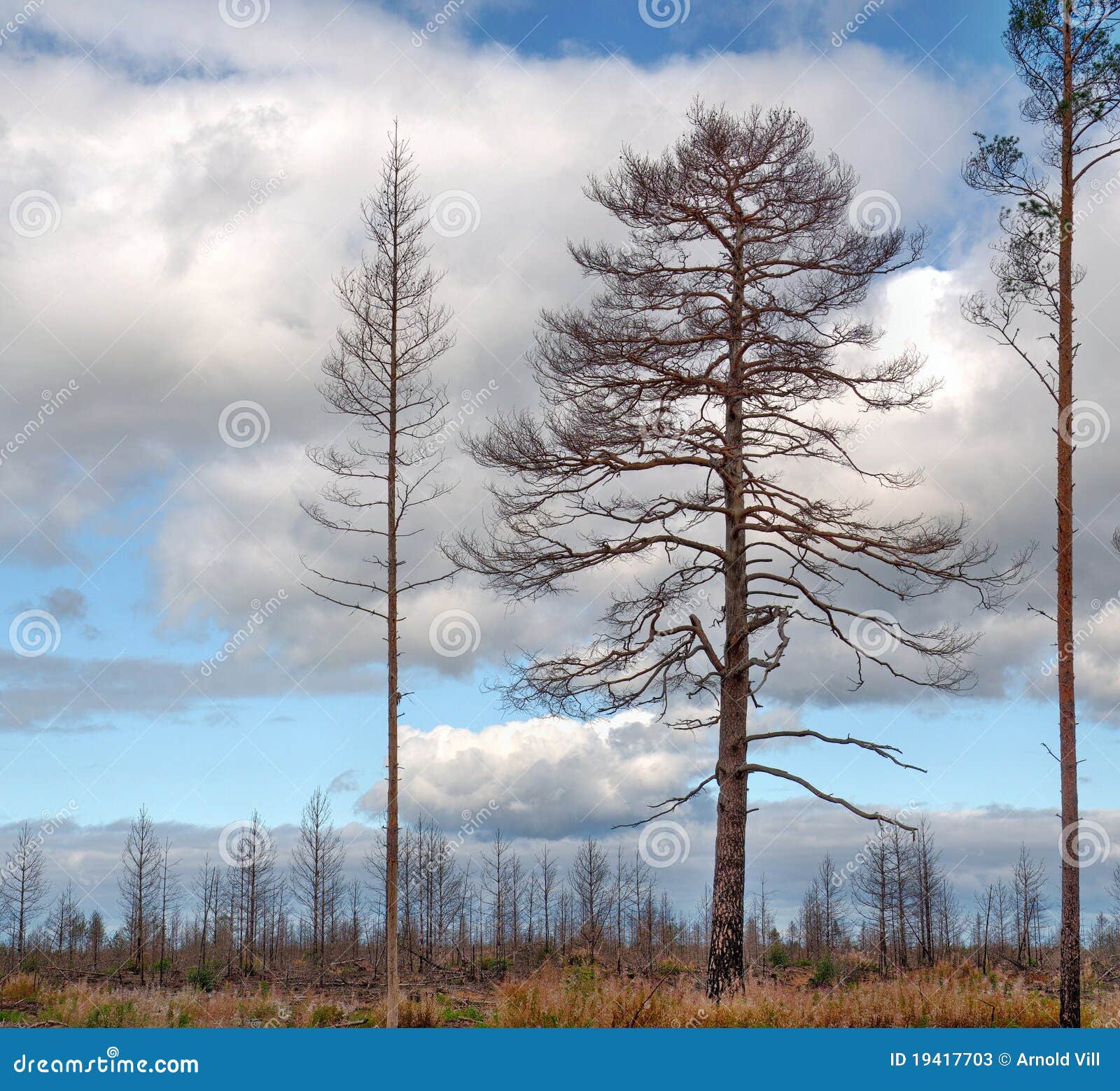 Pine Trees after Forest Fire Stock Image - Image of pine, tree: 19417703