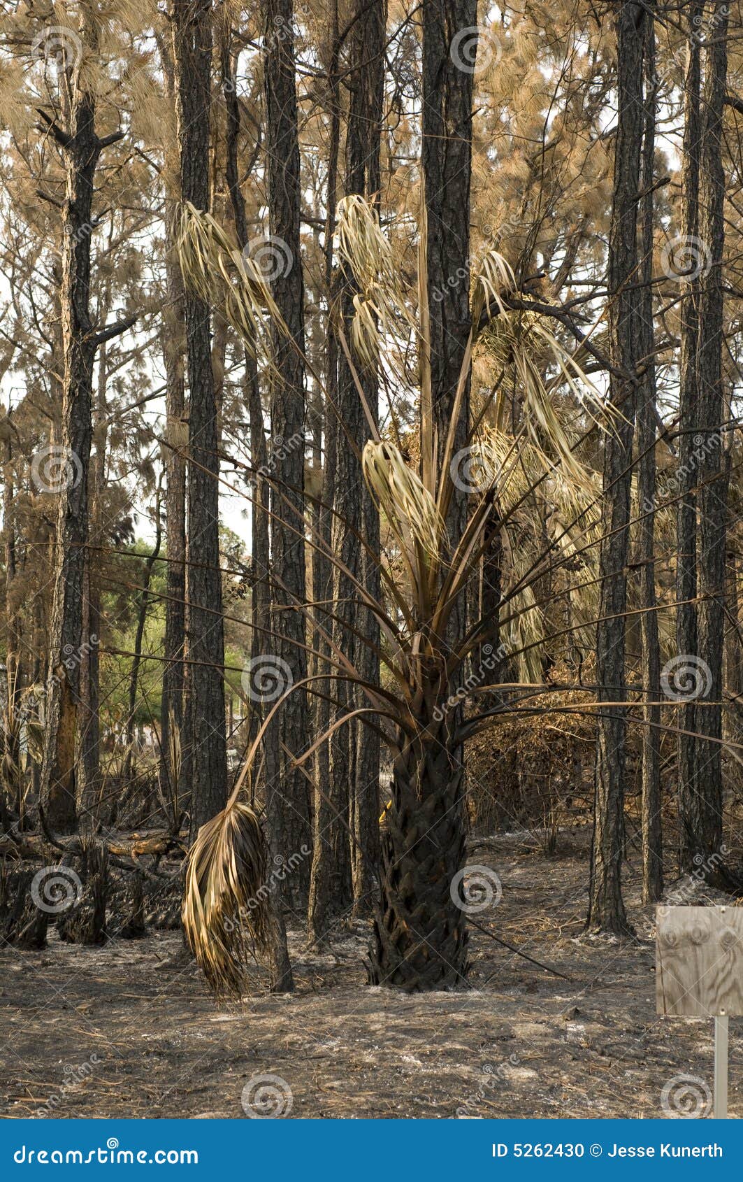 Pine Trees after Forest Fire Stock Photo - Image of damage, rural: 5262430
