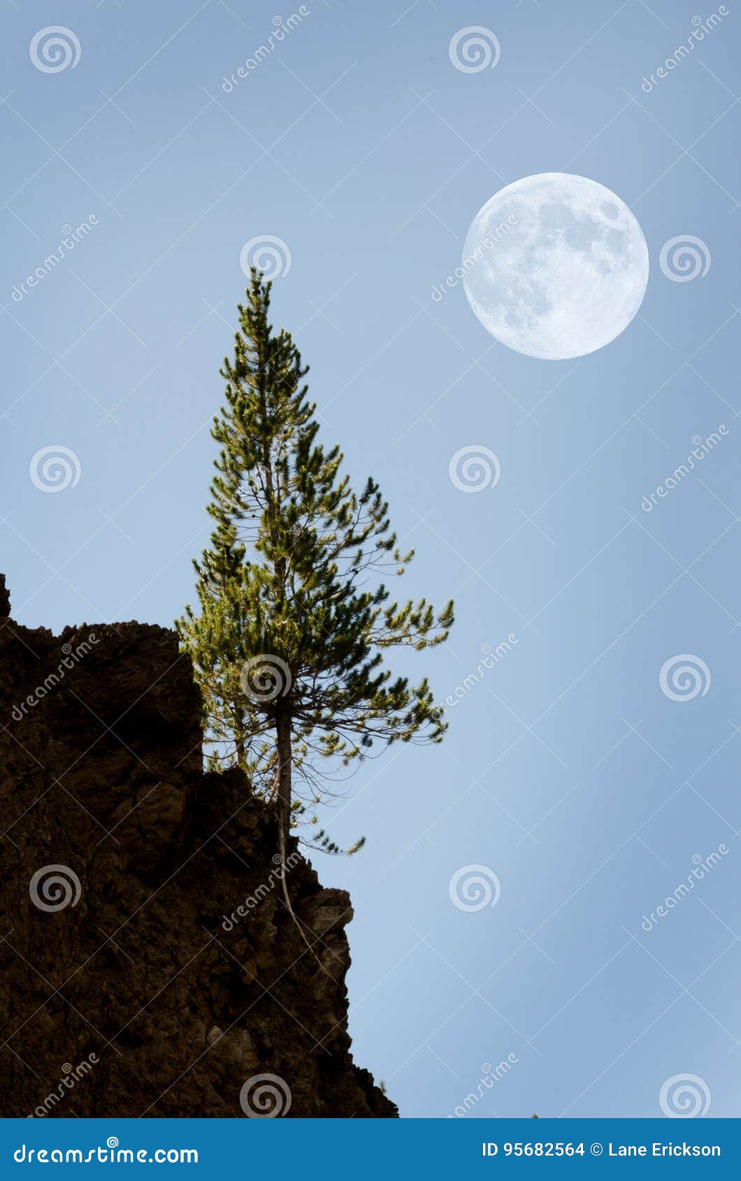 Pine Trees Forest with Full Moon Stock Photo - Image of moonrise, black ...
