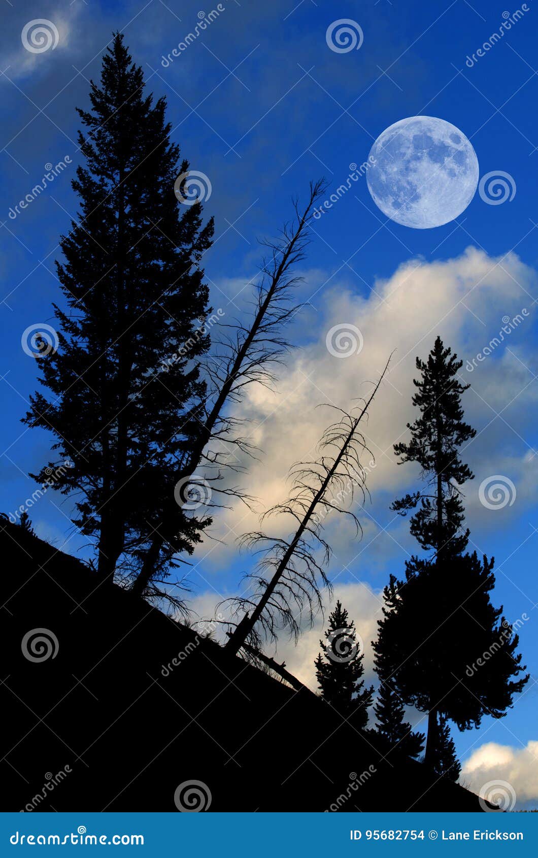 Pine Trees Forest with Full Moon Stock Photo - Image of ridge ...