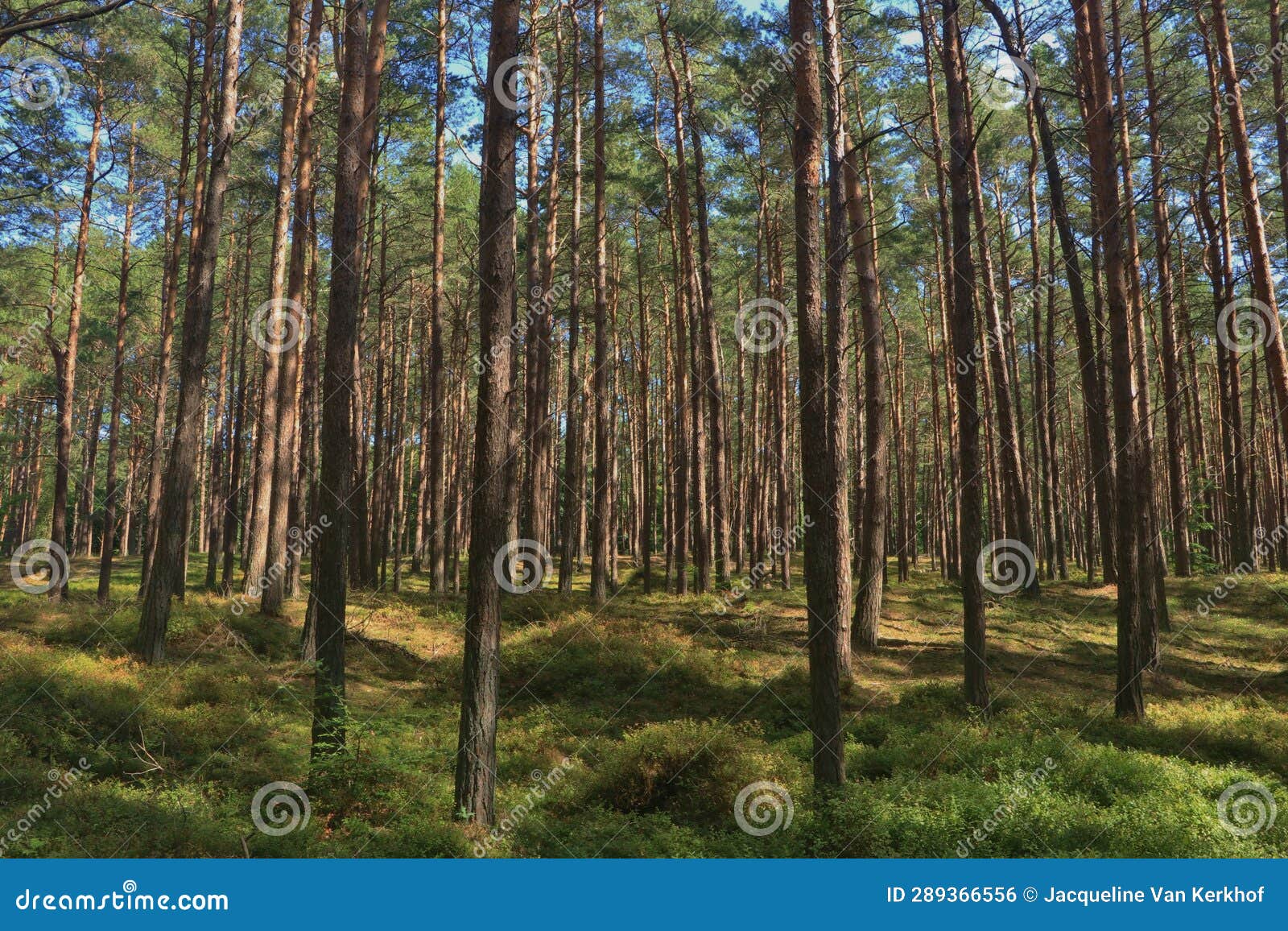 Pine trees forest Germany stock photo. Image of darßer - 289366556