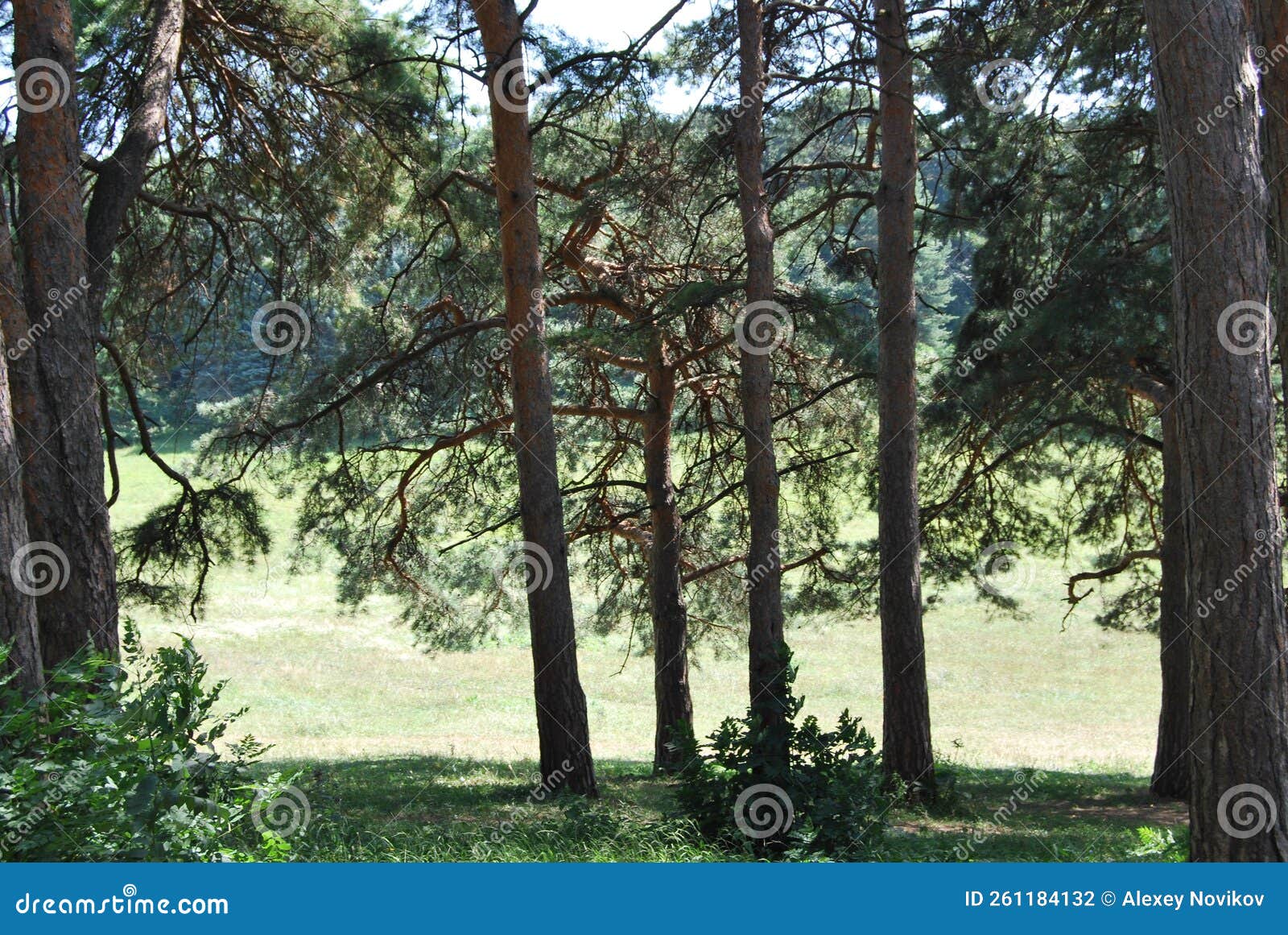 Pine Trees in a Forest Clearing Stock Photo - Image of glade, park ...